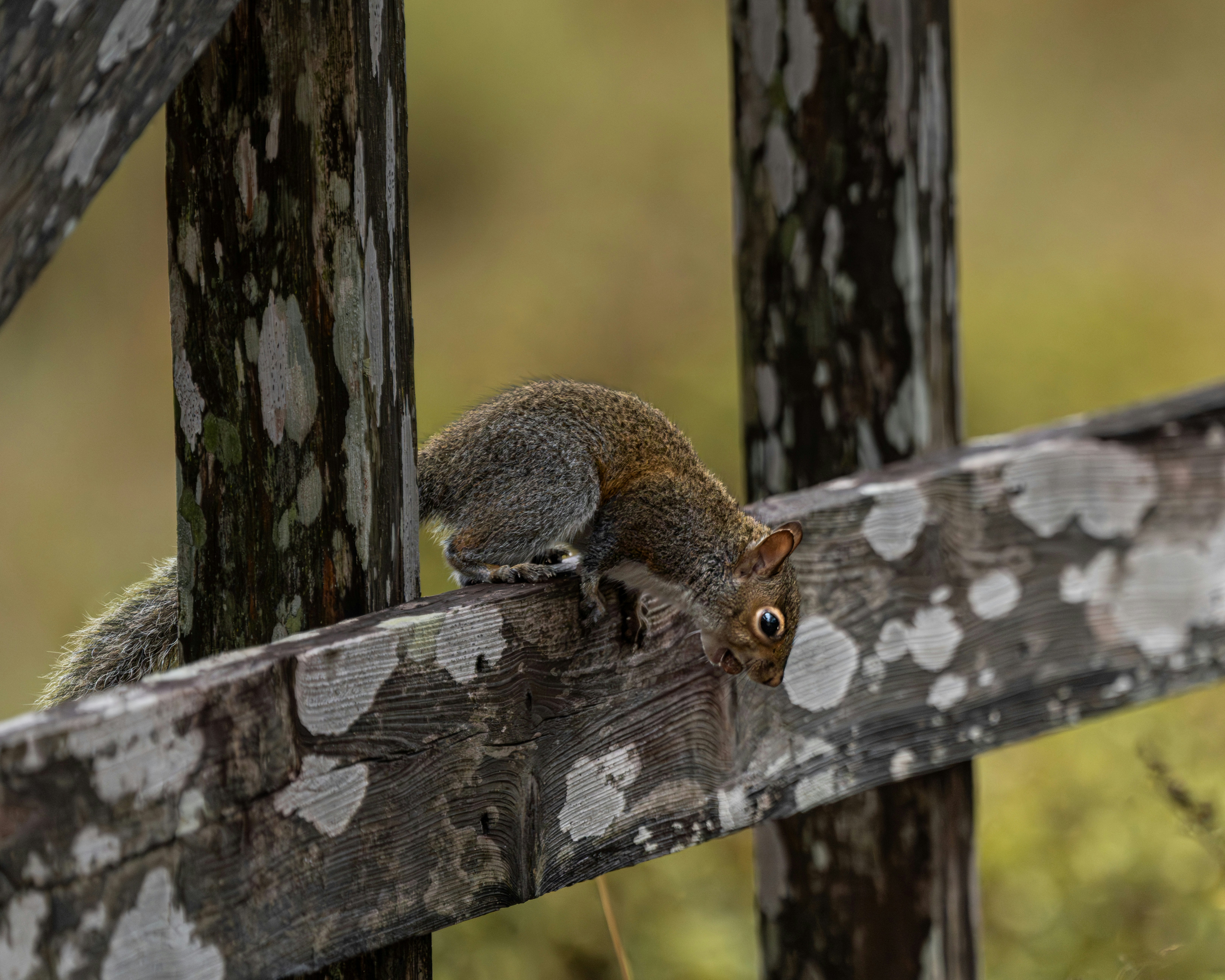 Tiny Acrobat on Weathered Rails: A Squirrel’s Moment