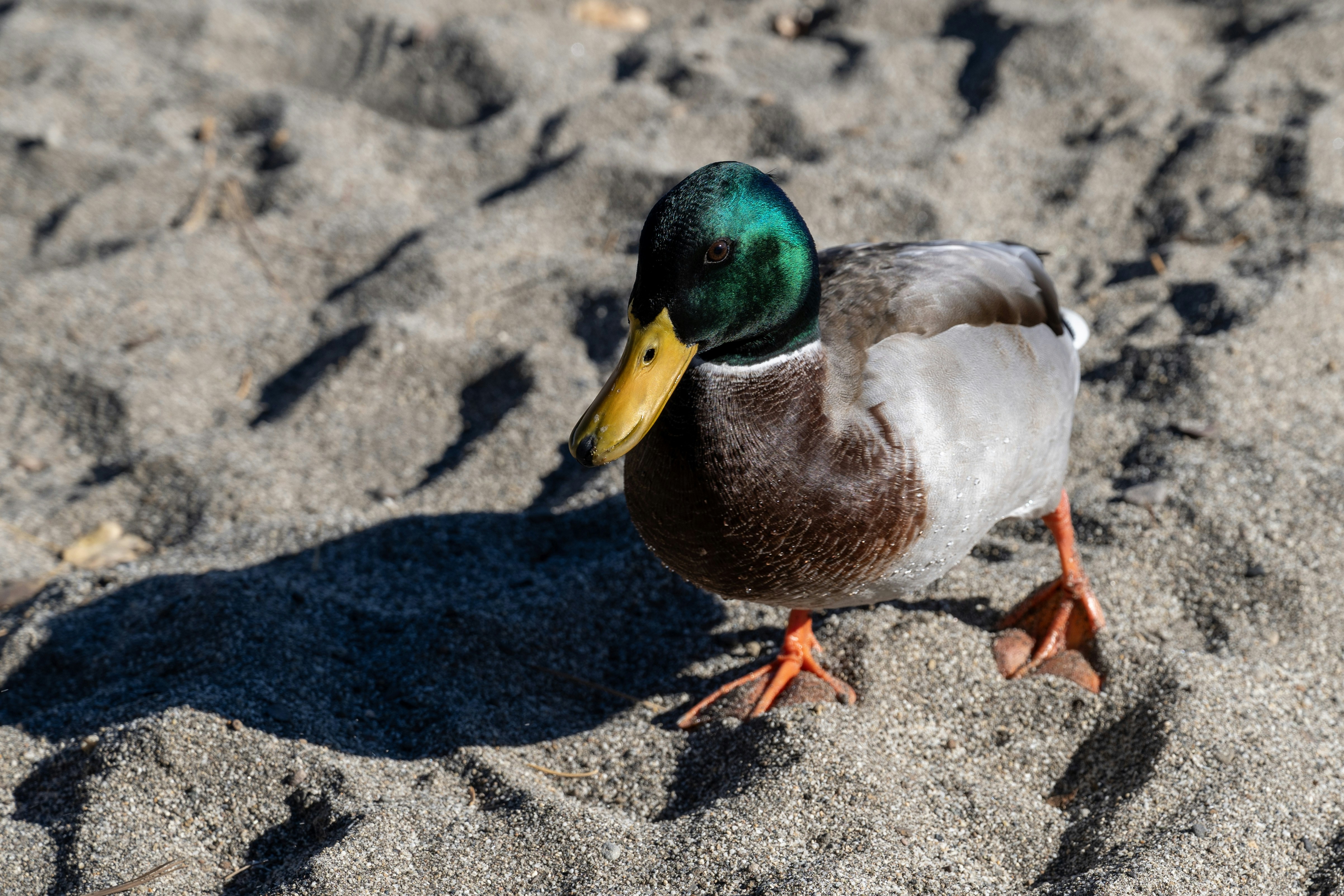 Green-Headed Mallard on Sandy Shore