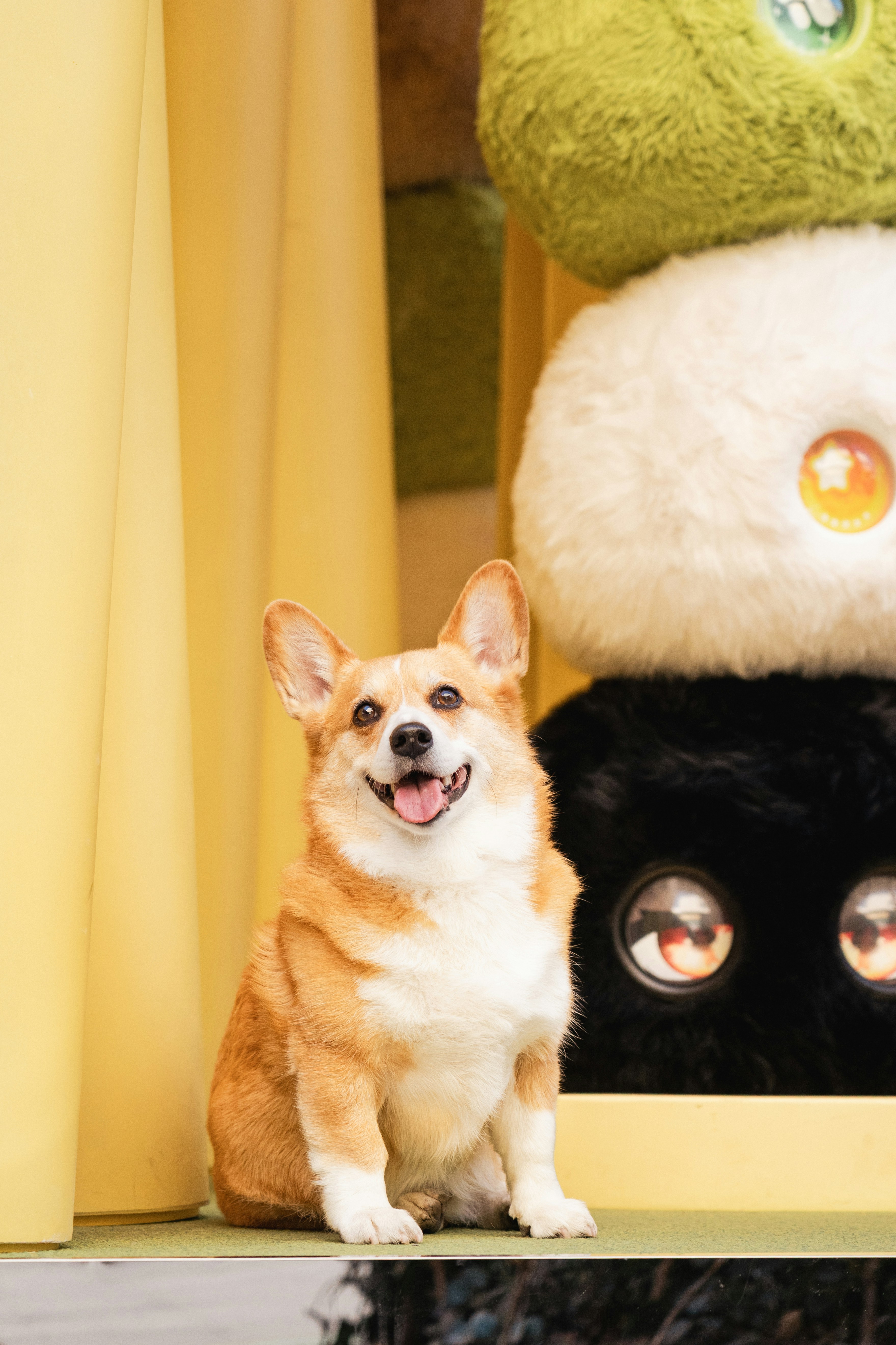 Corgi in a Sunny Curtain Corner with Plush Backdrop