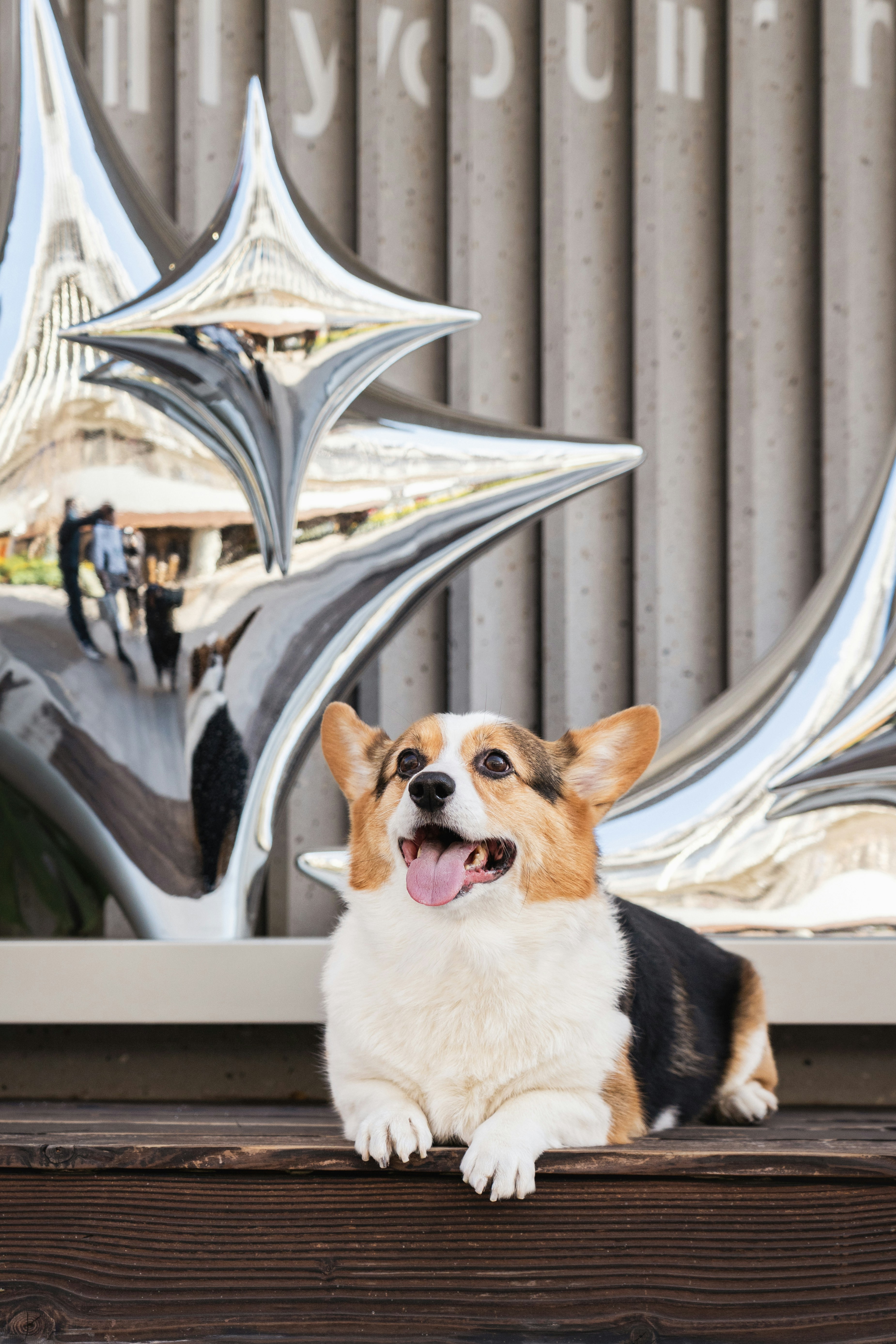 Glassy Guardian: Corgi at the Foot of Shiny Sculptures