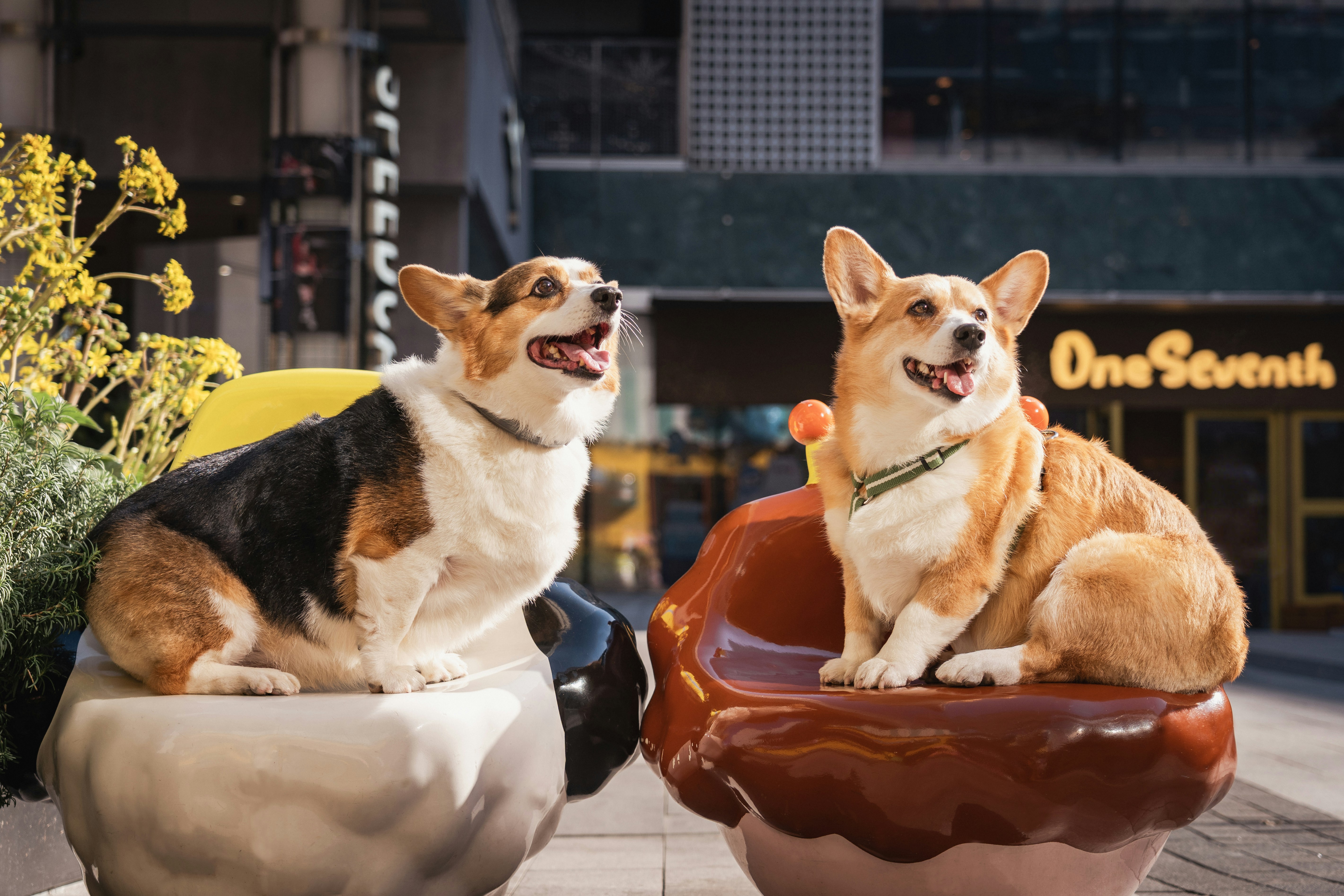 Two corgis on whimsical donut sculptures under city lights