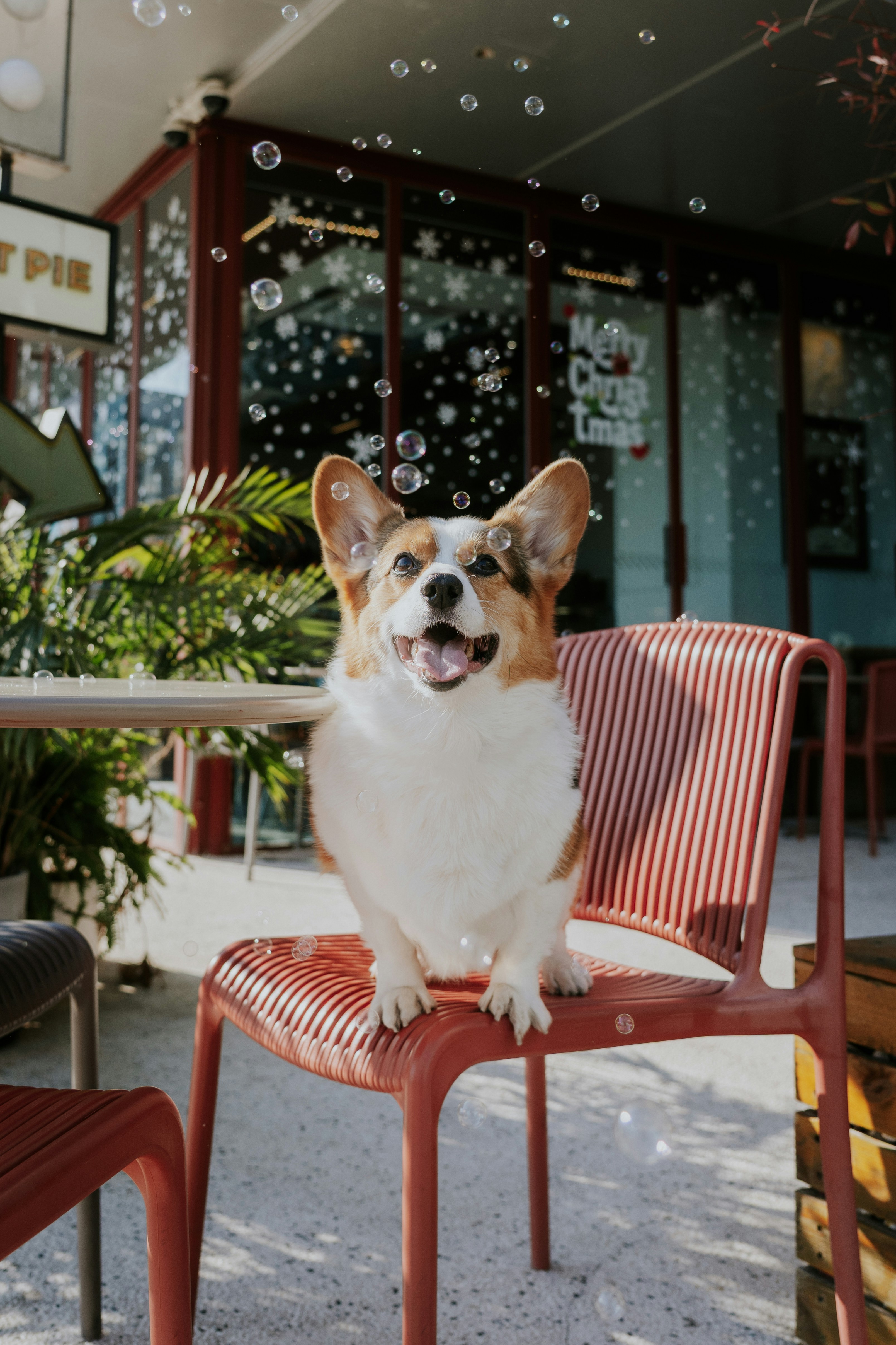 Bubble-bright corgi on a red chair under a shower of playful orbs