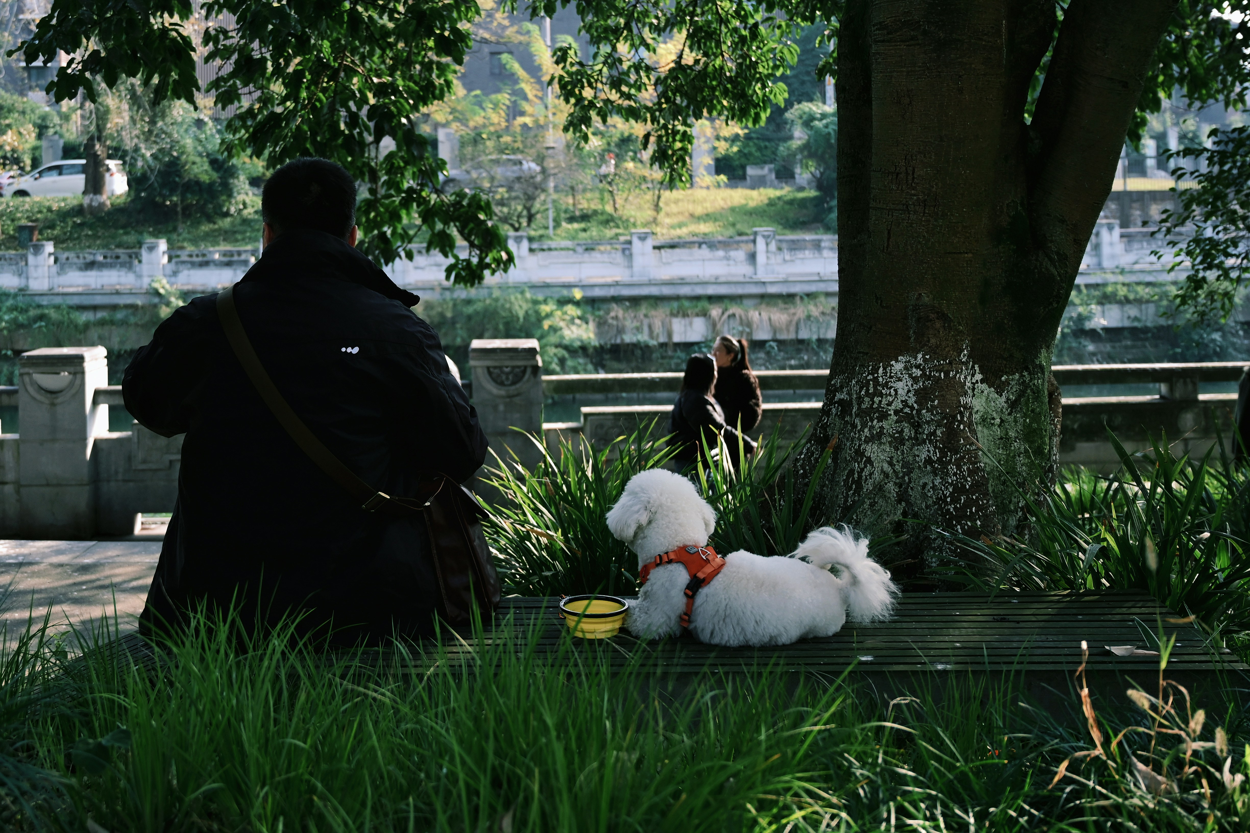 Quiet Riverside Moment: A Dog and Its Friend in the Park