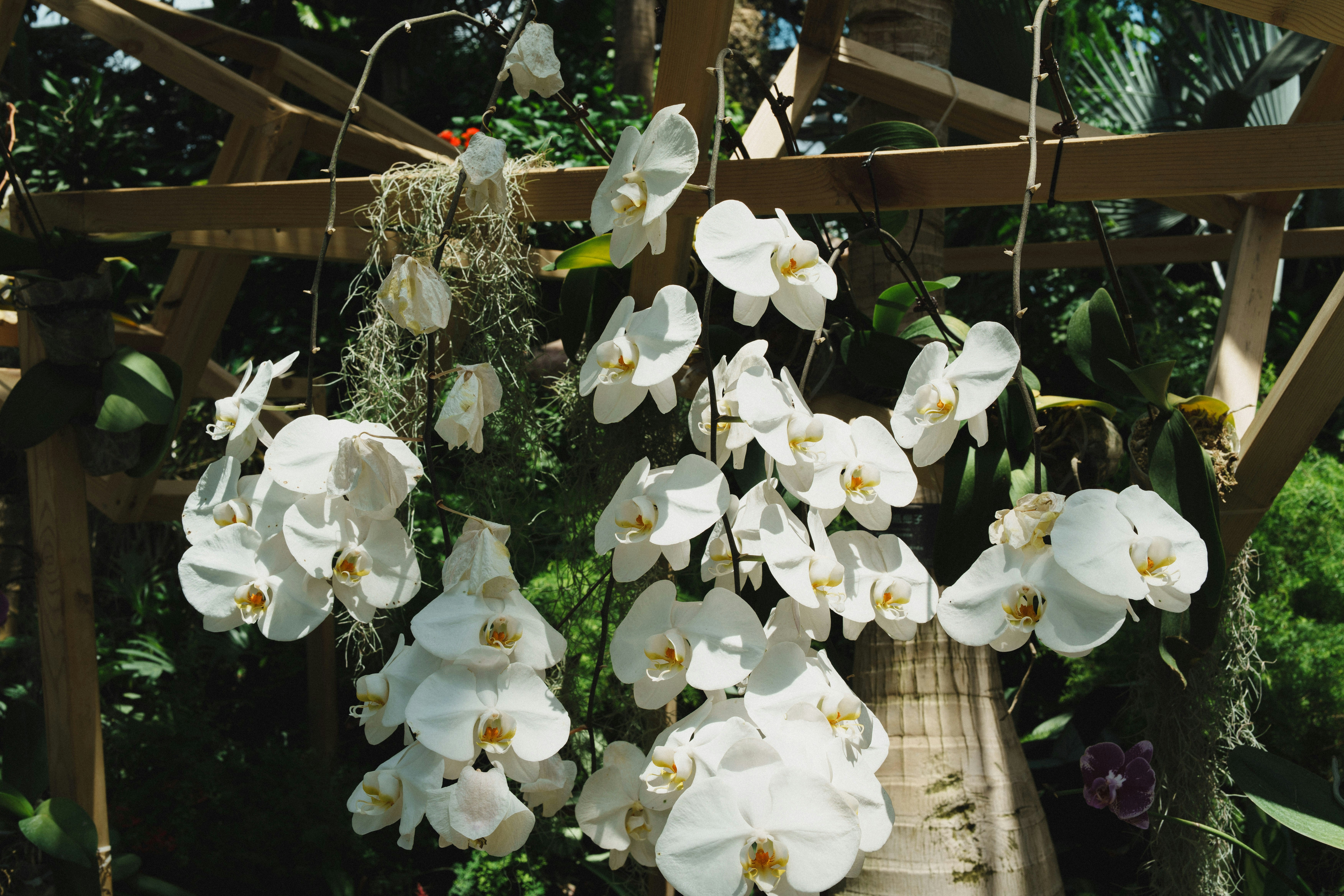 Orchid Cascade Under Wooden Pergola