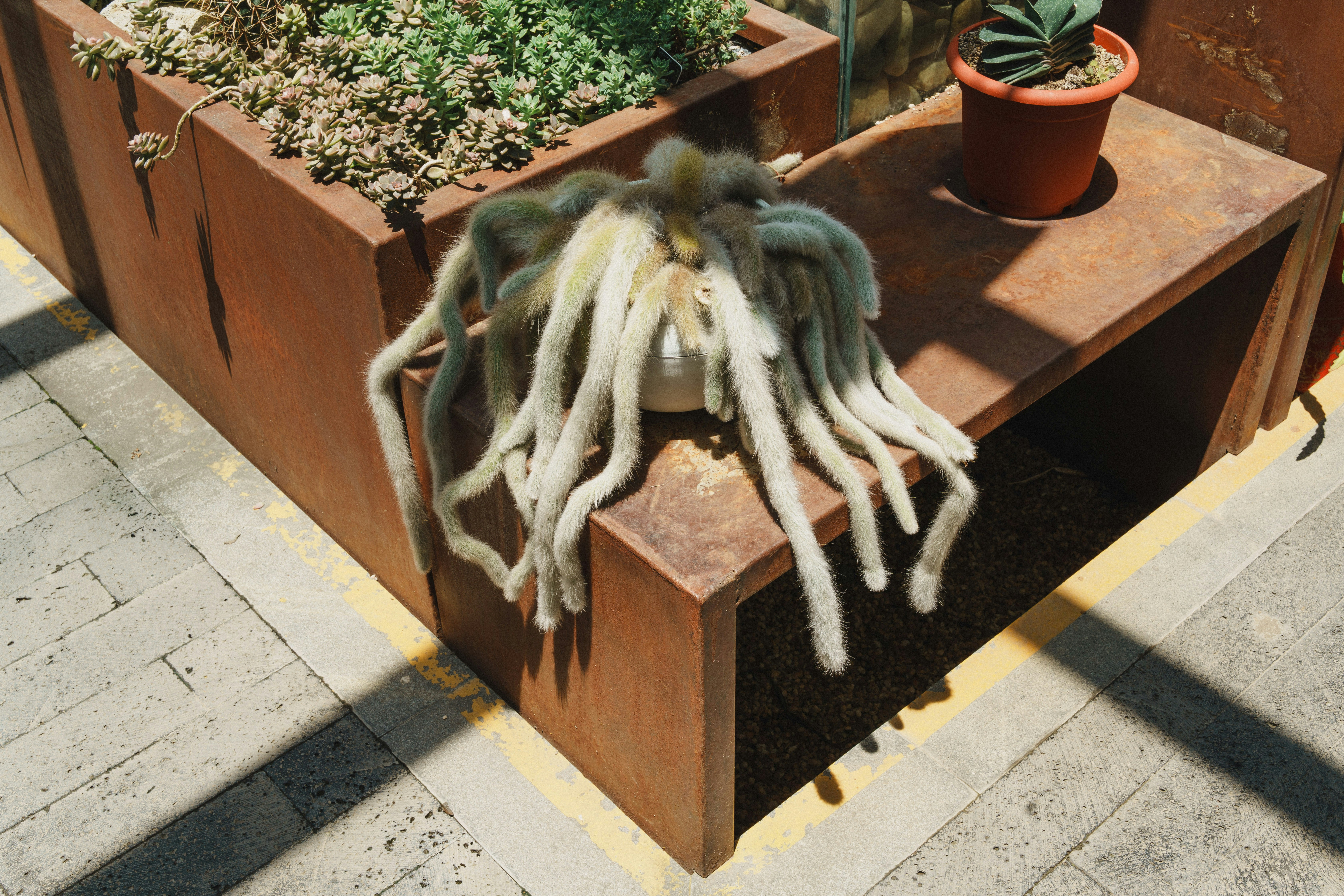 Dusty planter with a tufted sculpture resting on rusted steps