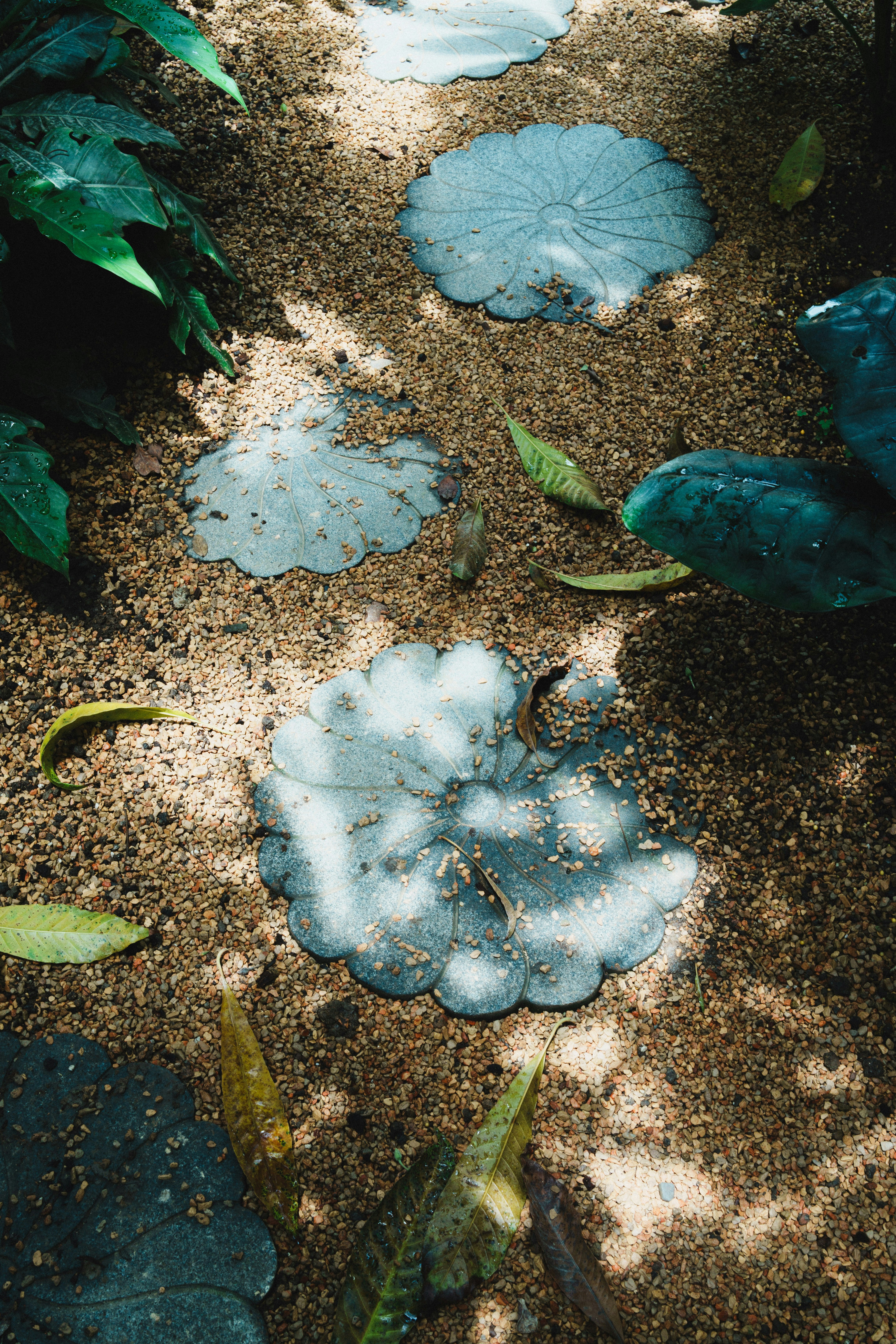 Stippled Blue Treasures: Moonlit Leaves on Sandy Patch