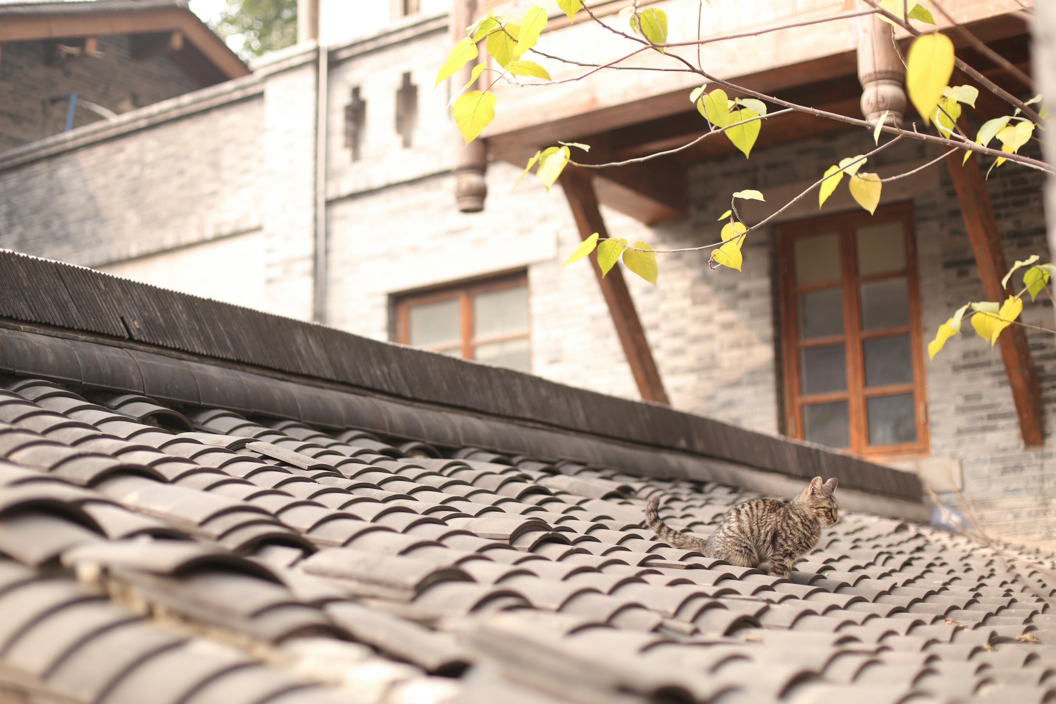 Hidden Rooftop Entity: A Cat's Pause Amid Terracotta Tiles