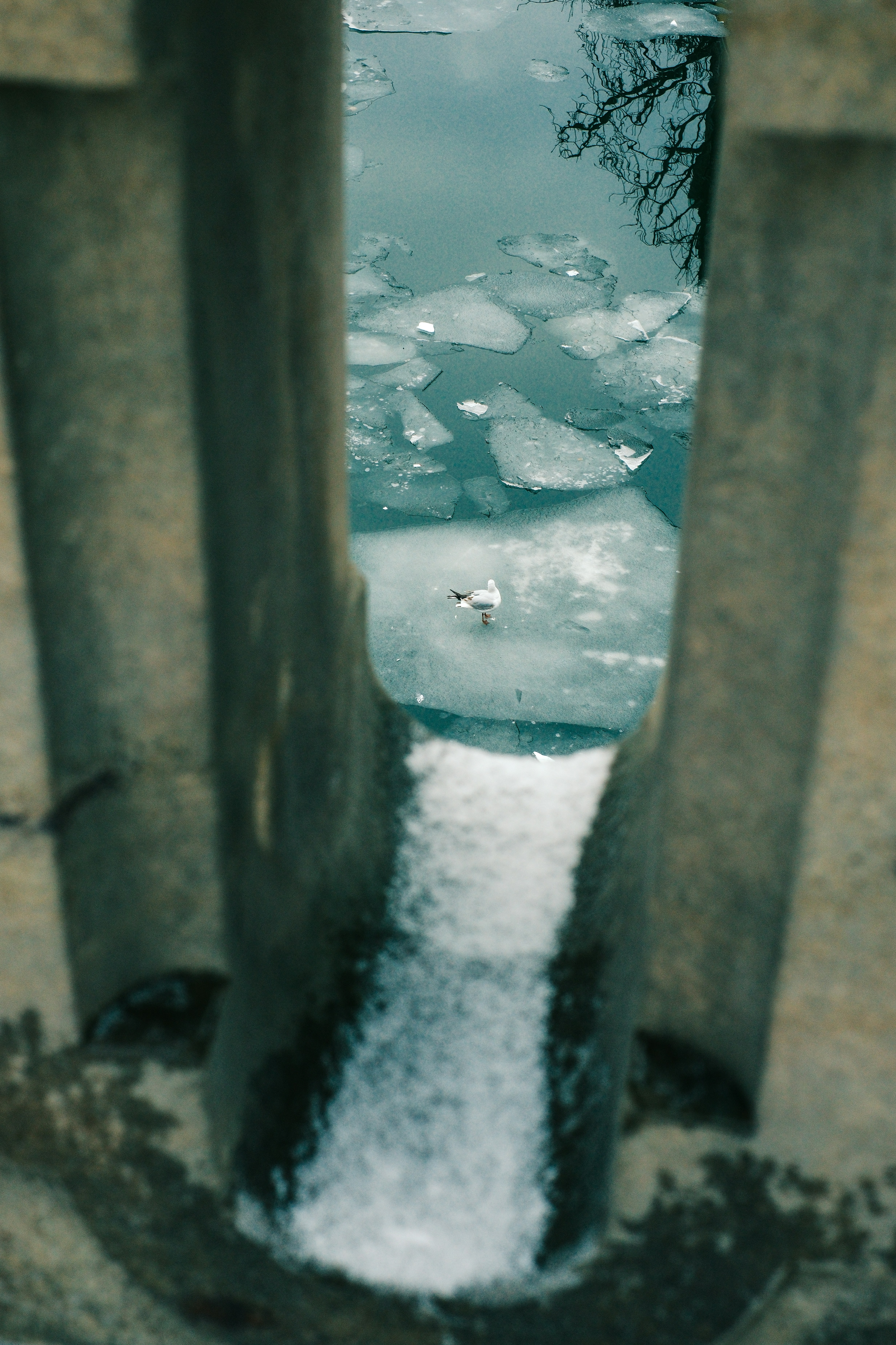 Icebound Channel: A Seagull Beneath Frozen Turrets