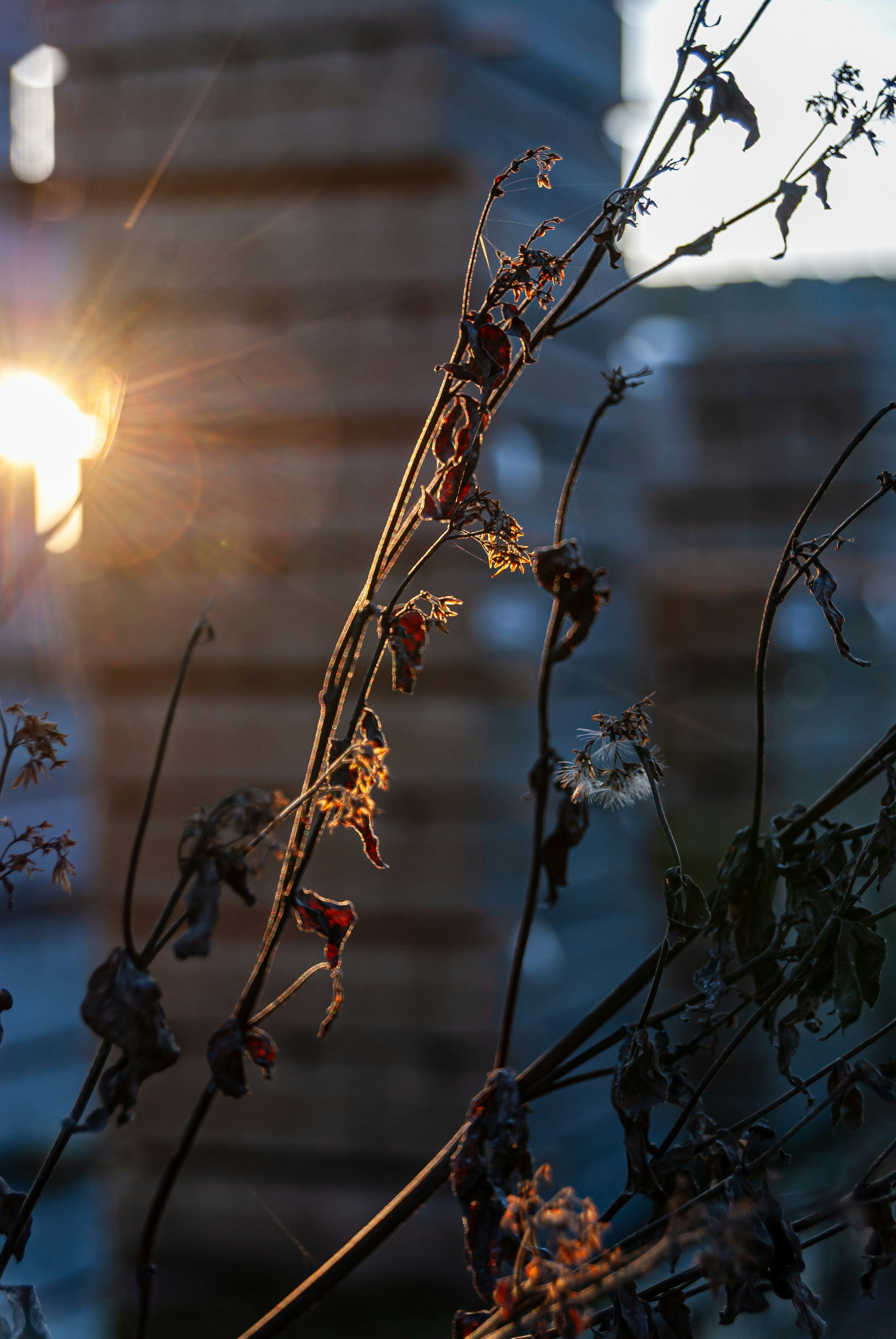 Sunlit Thistle Silhouette at Dusk