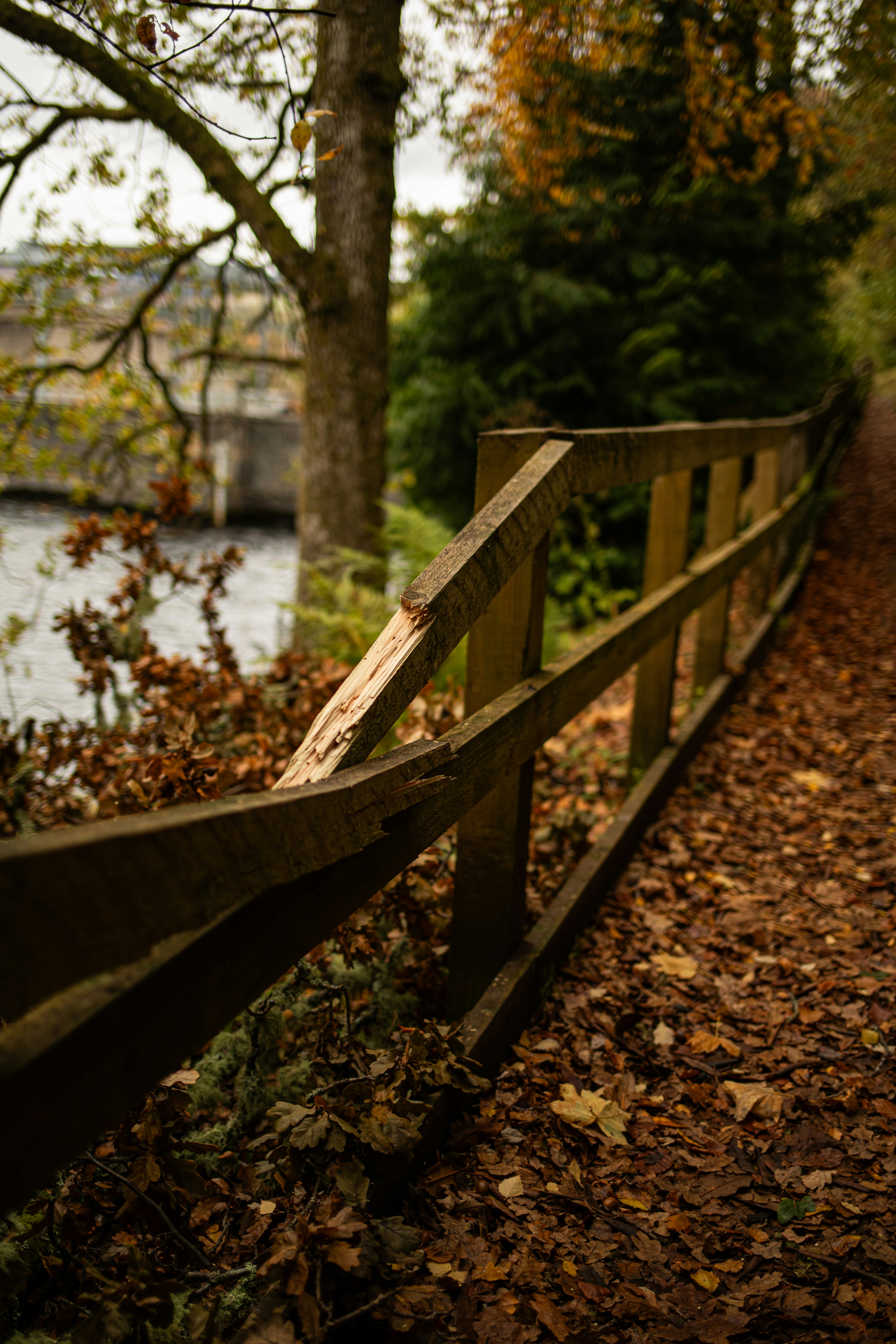 Leaf-Lined walkway beside a weathered railing by autumn river