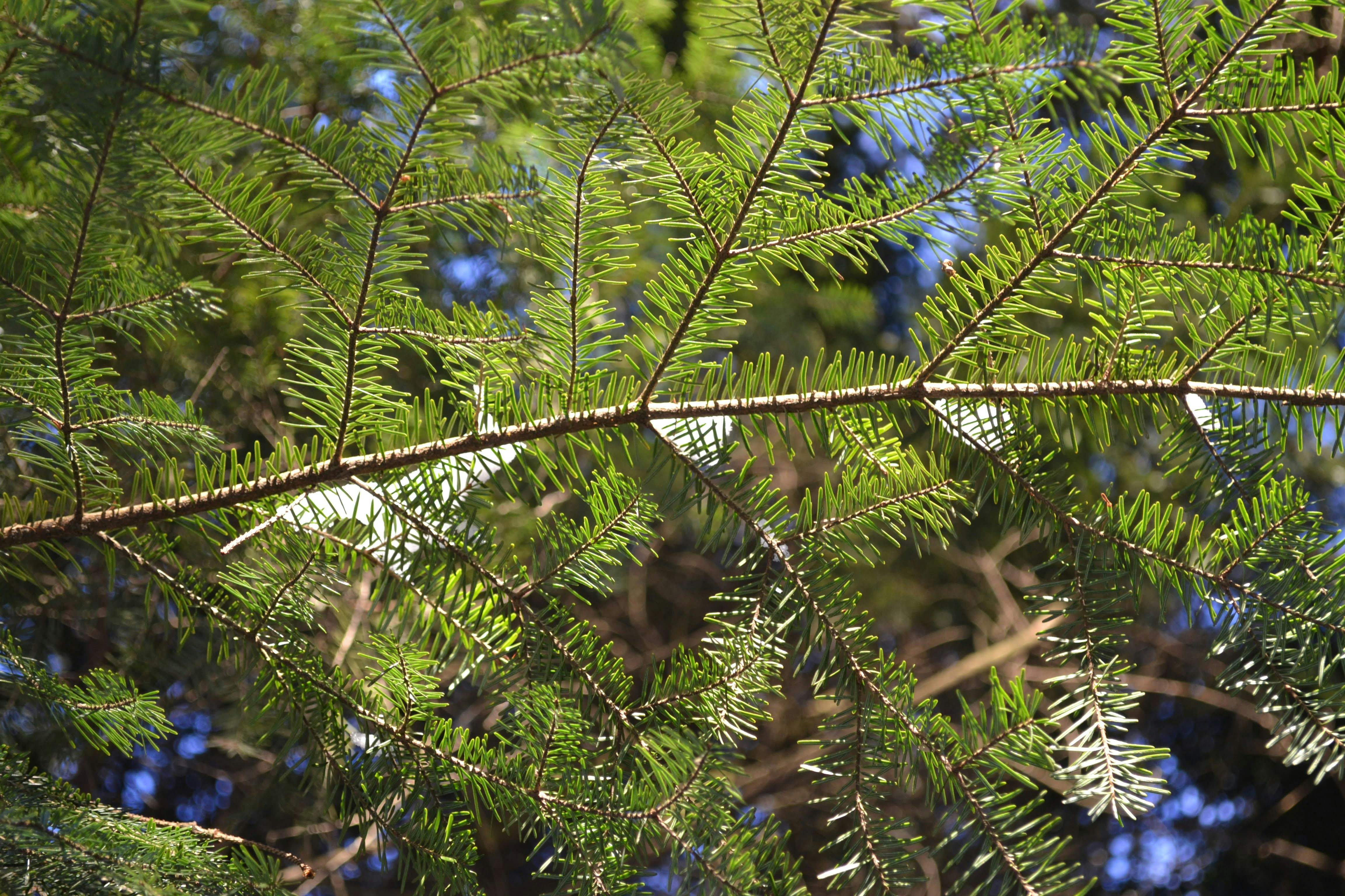 Branching Fern Sails Across a Sunlit Canopy
