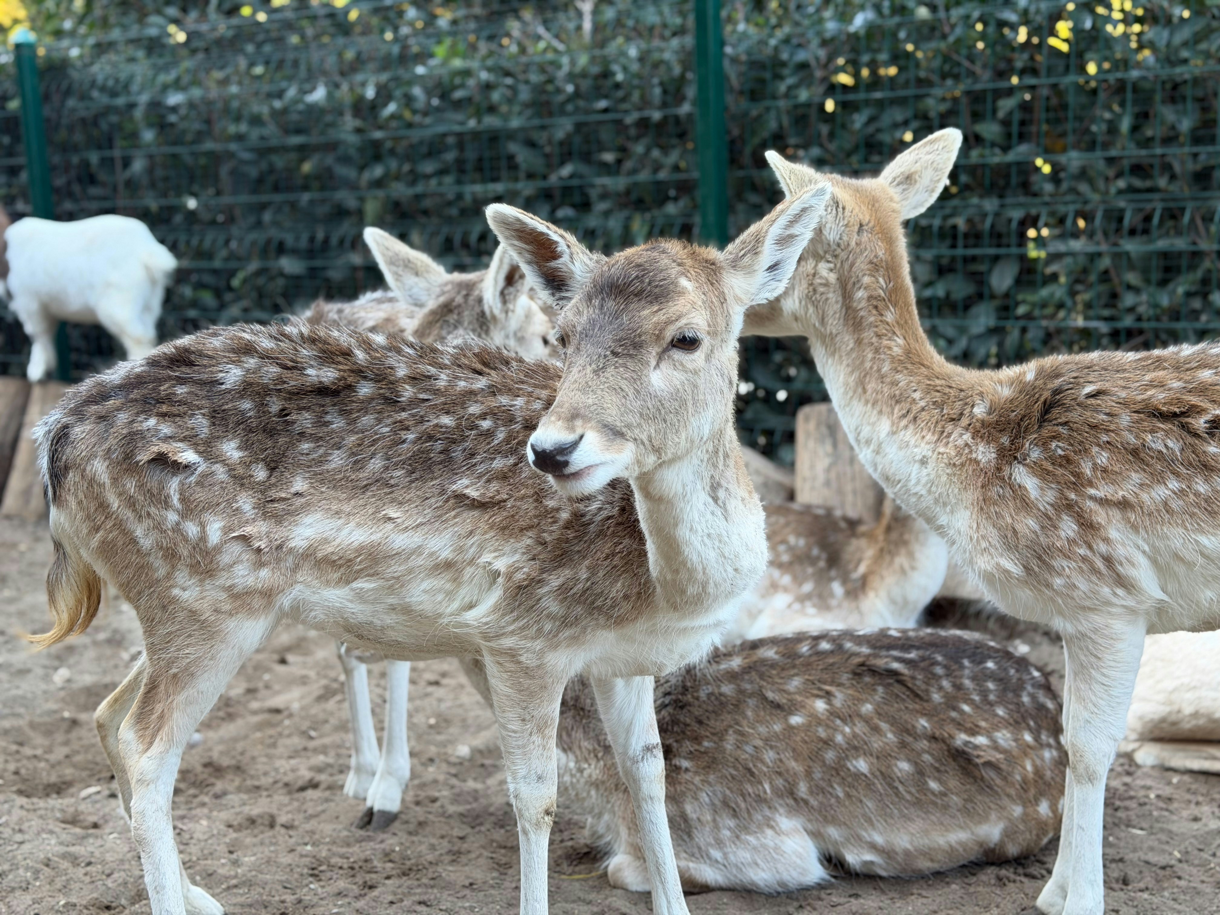 Curious Flock: A Quiet Moment Among Dappled Deer