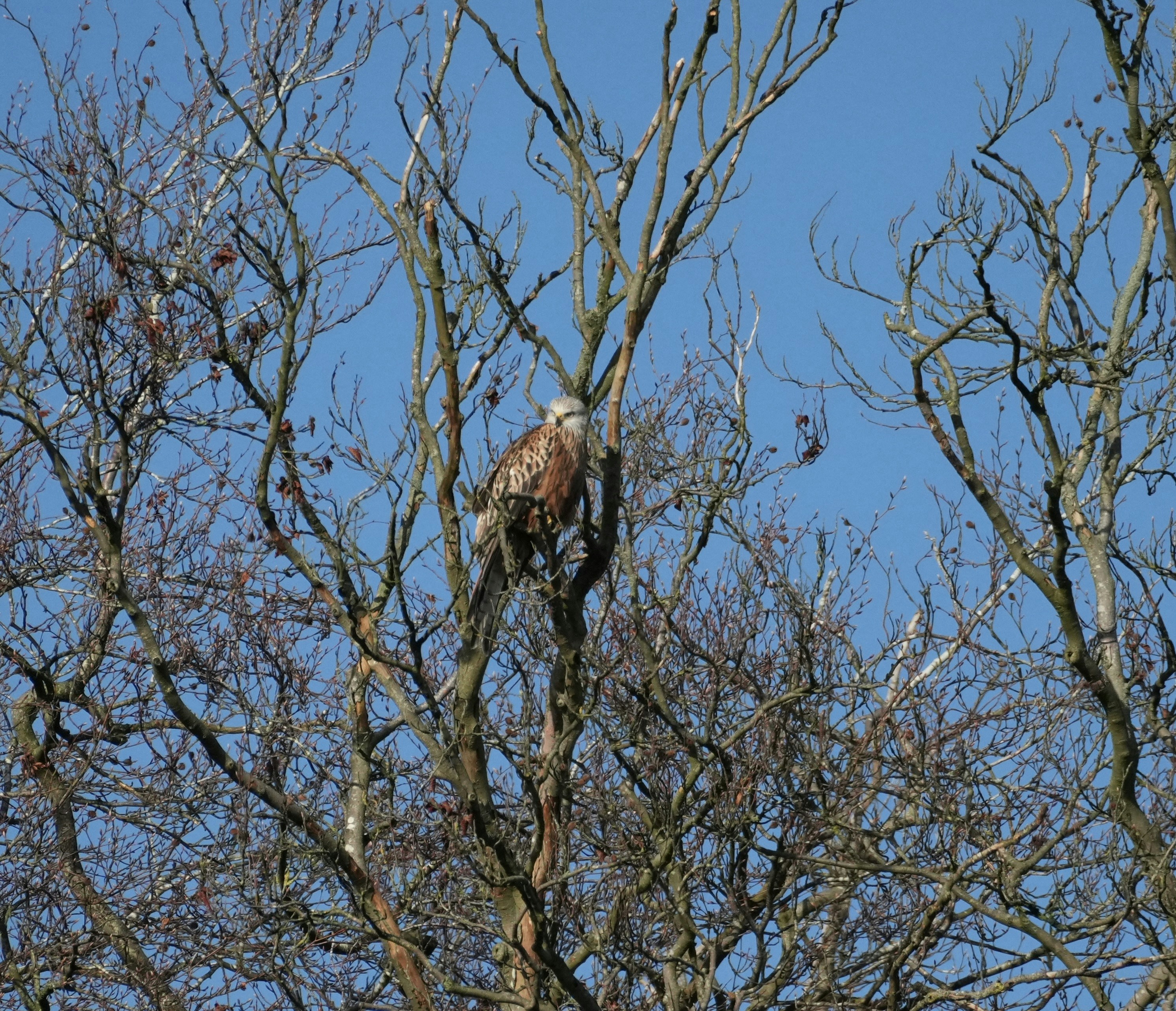 Red-tailed Hawk in a Winter-Leaf Bare Tree Against a Clear Blue Sky