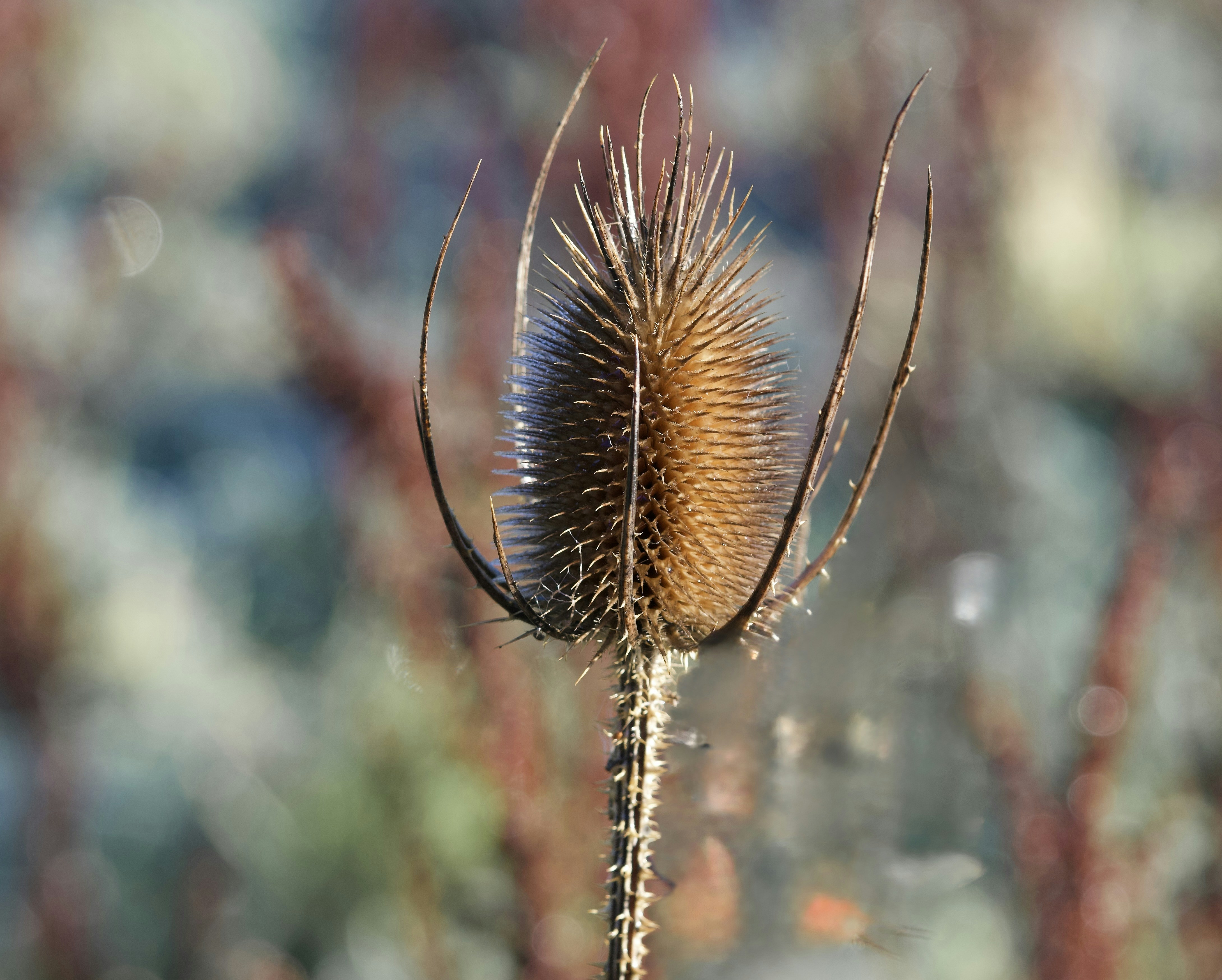 Close-up of a solitary wild teasel seed head against a soft blurred autumnal backdrop