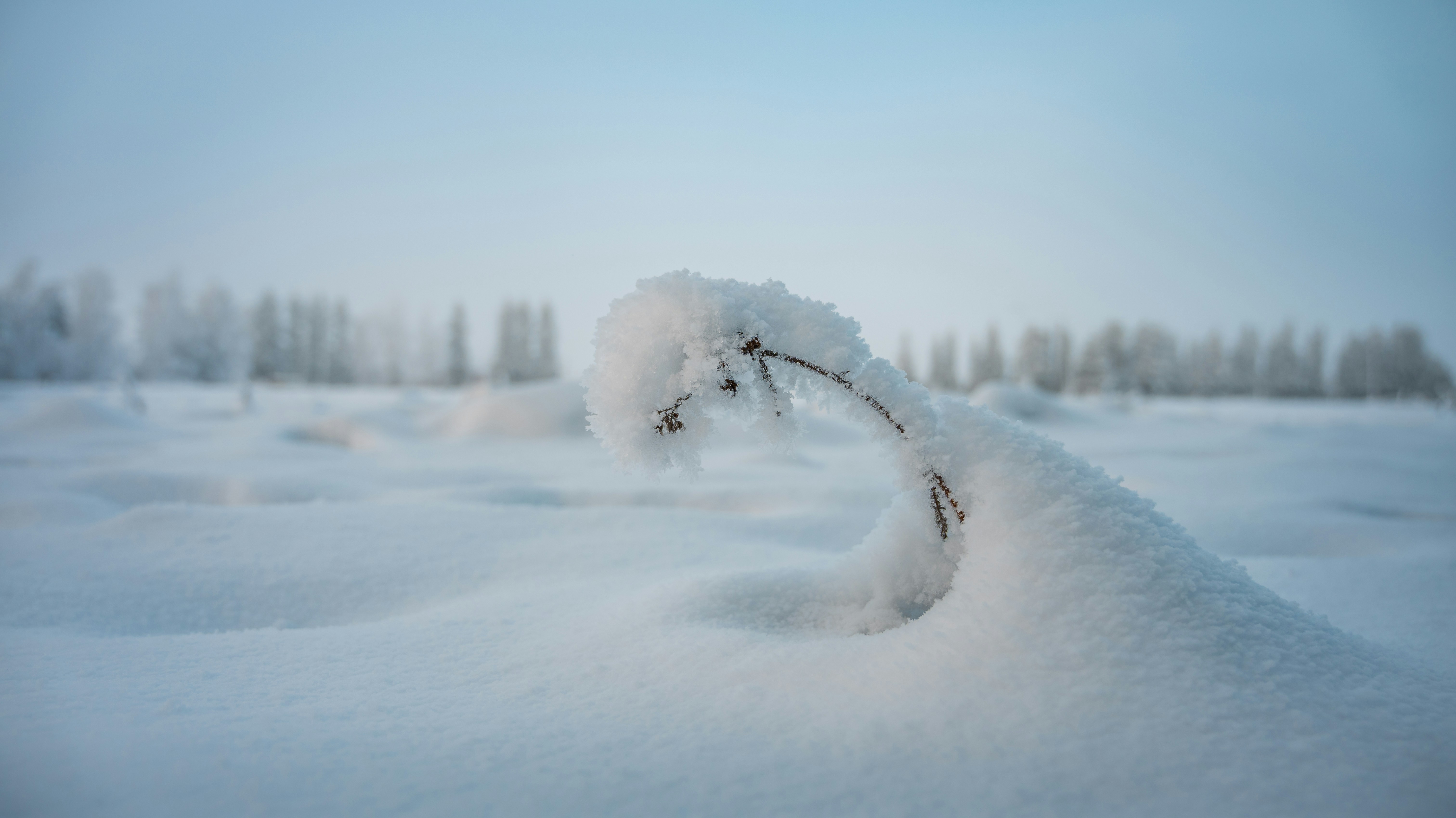 Frost-Wave Arch: A Curved Branch Buried in Snow