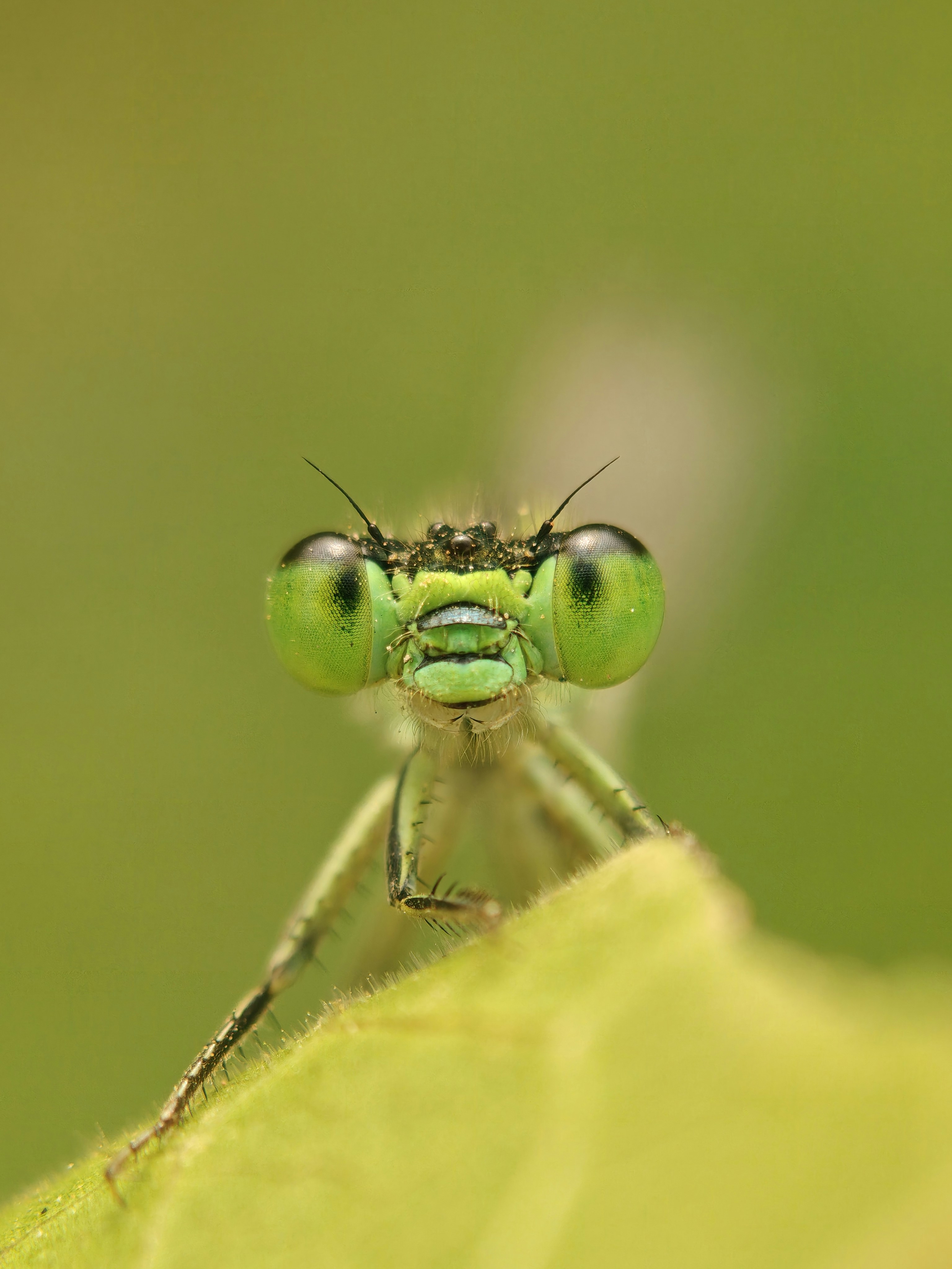 Emerald Portrait: A Dragonfly's Curious Gaze Under Macro Light