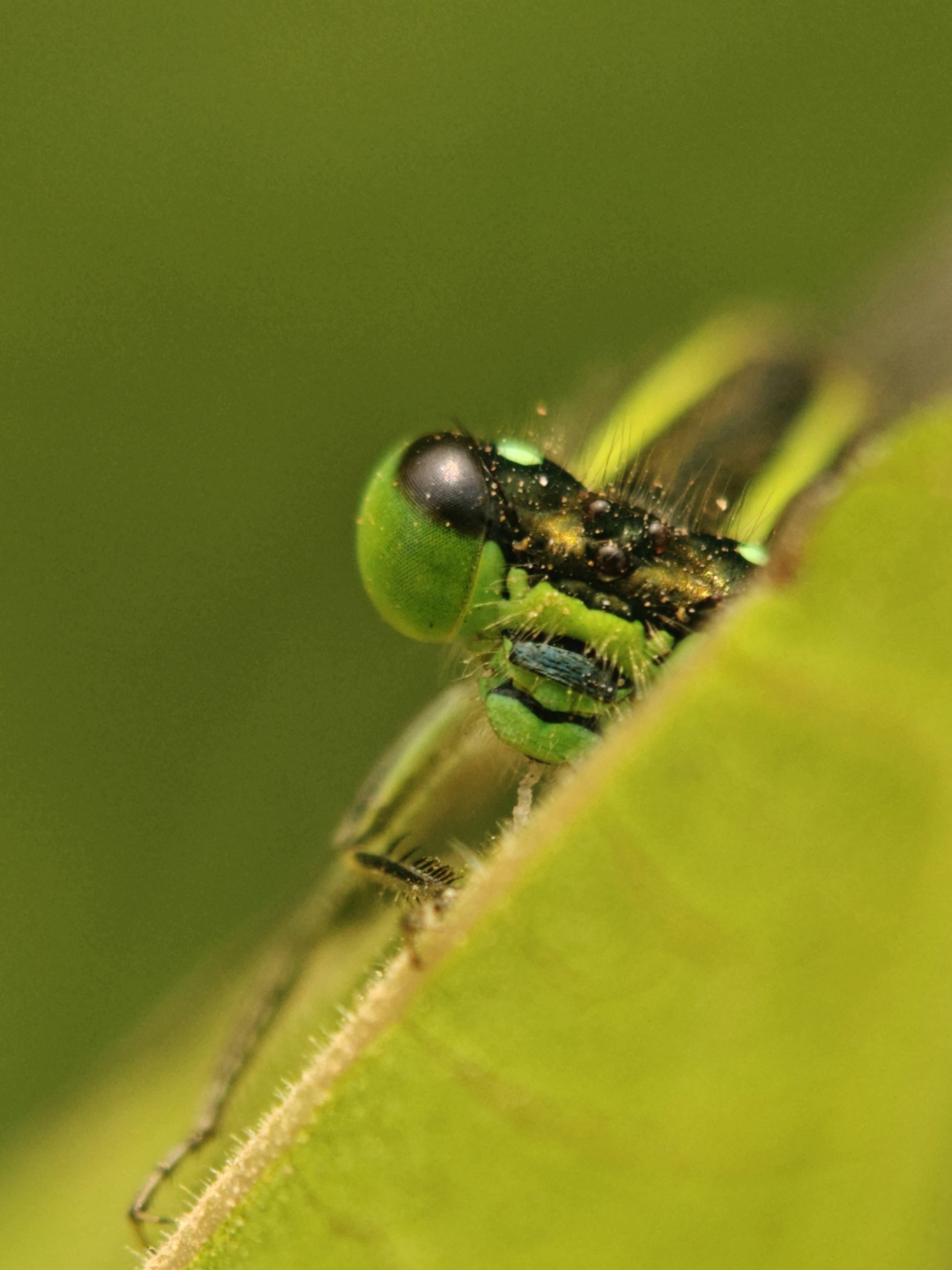 Green-eyed Dragonfly on a Leaf Edge