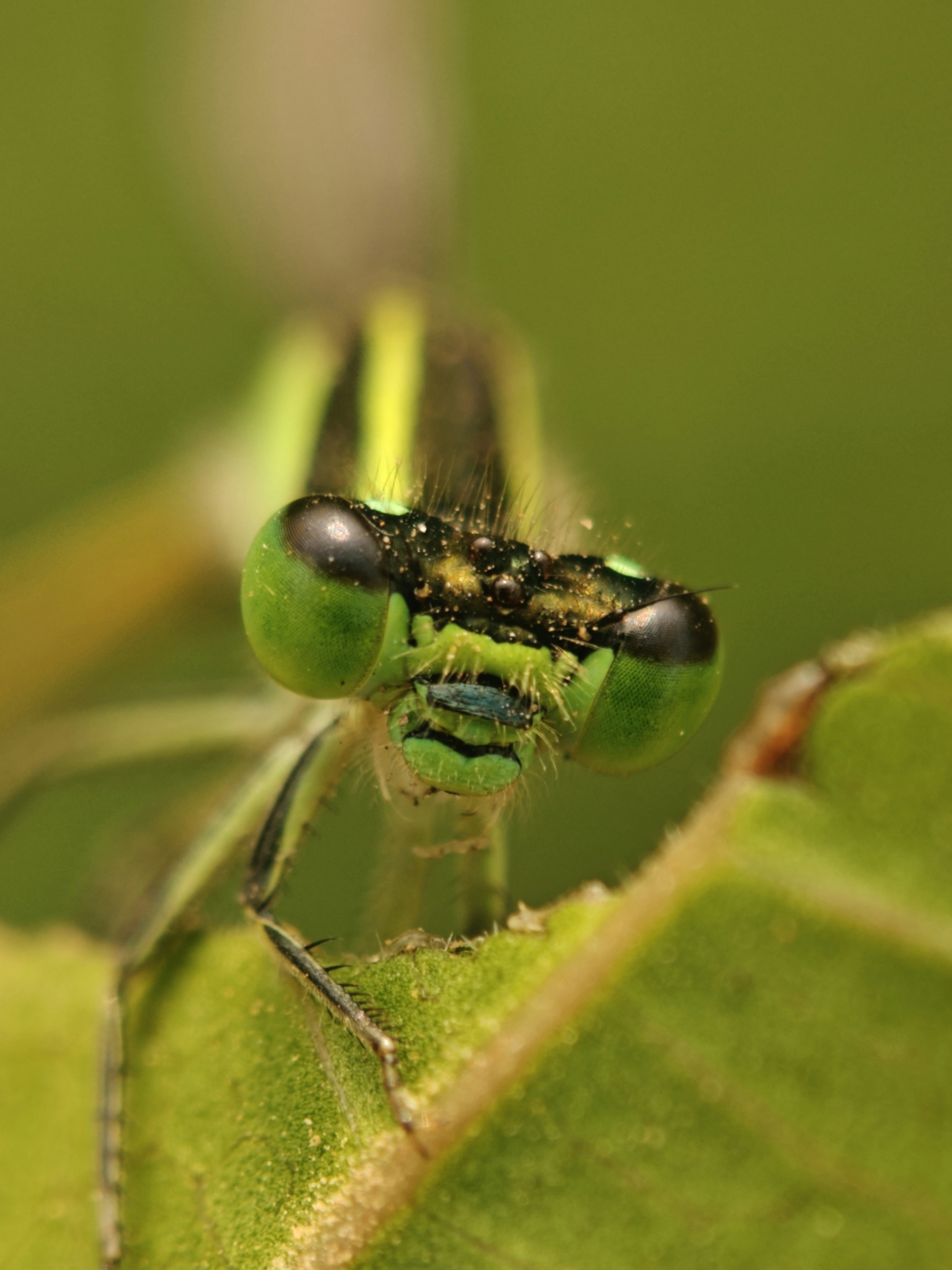 Emerald Gaze: Close-Up of a Dragonfly on a Leaf