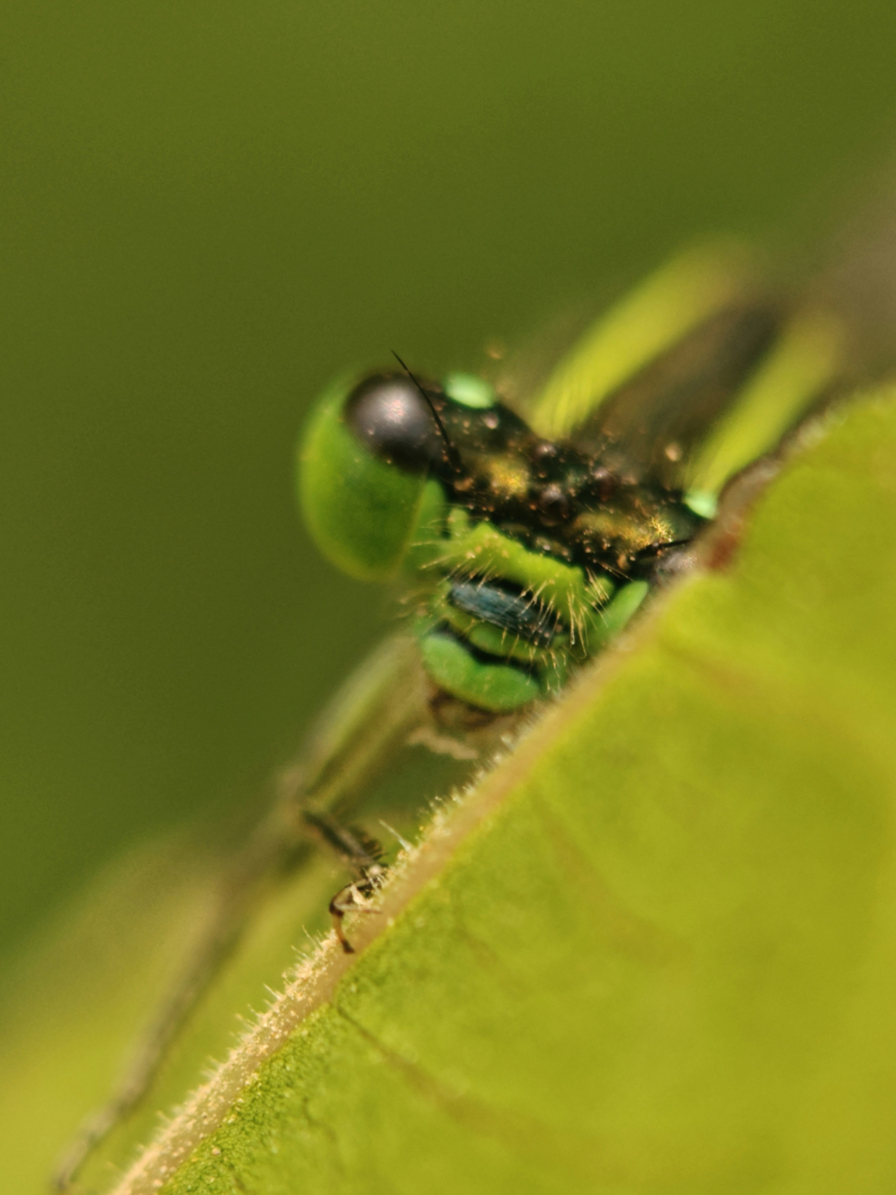 Emerald Gaze: Macro Study of a Dragonfly’s Face on Green Leaf
