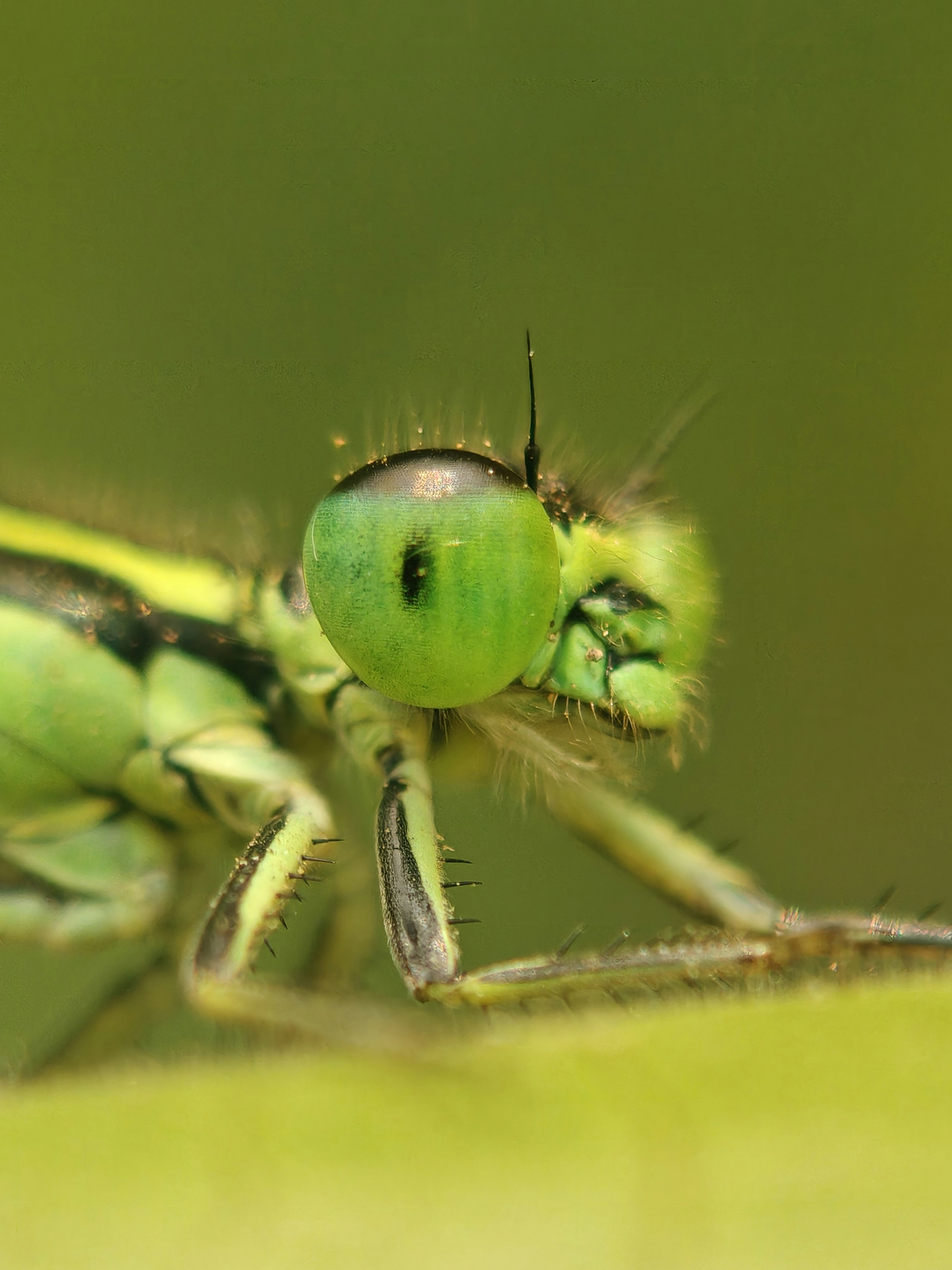Close-up of a green dragonfly with large eyes.