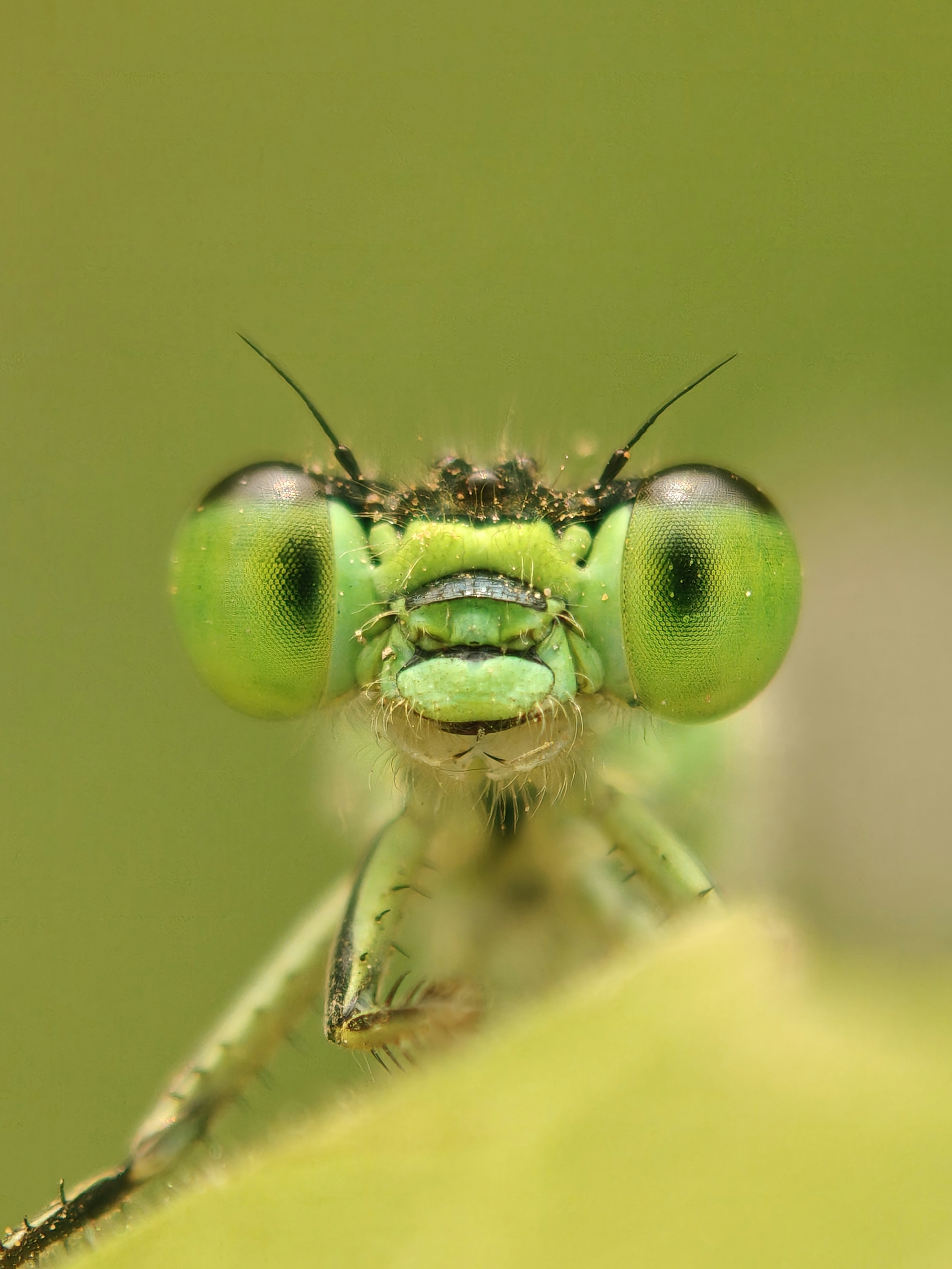 Emerald Gaze: Macro Portrait of a Dragonfly