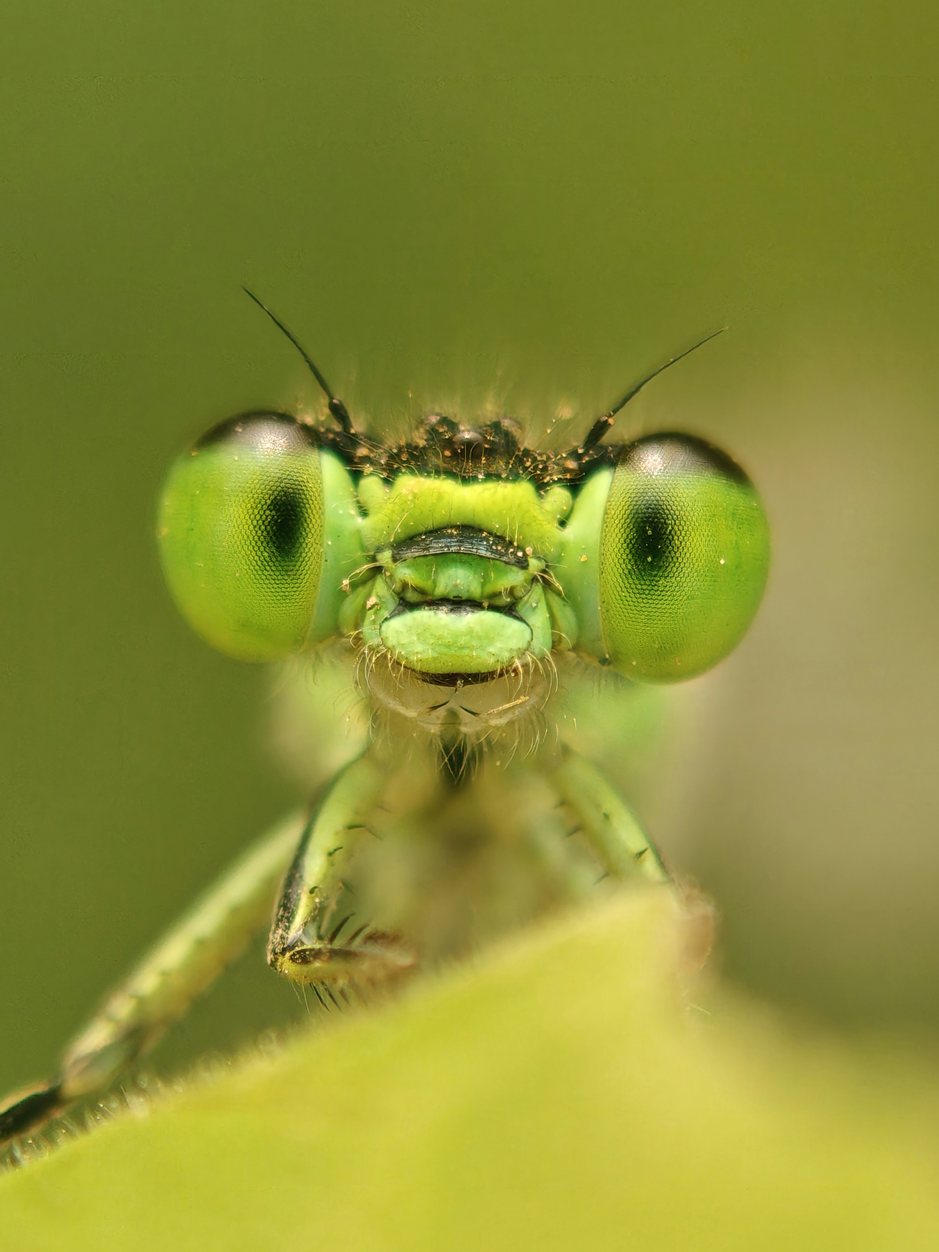 Emerald Gaze: Macro Portrait of a Green Dragonfly at the Leaf’s Edge