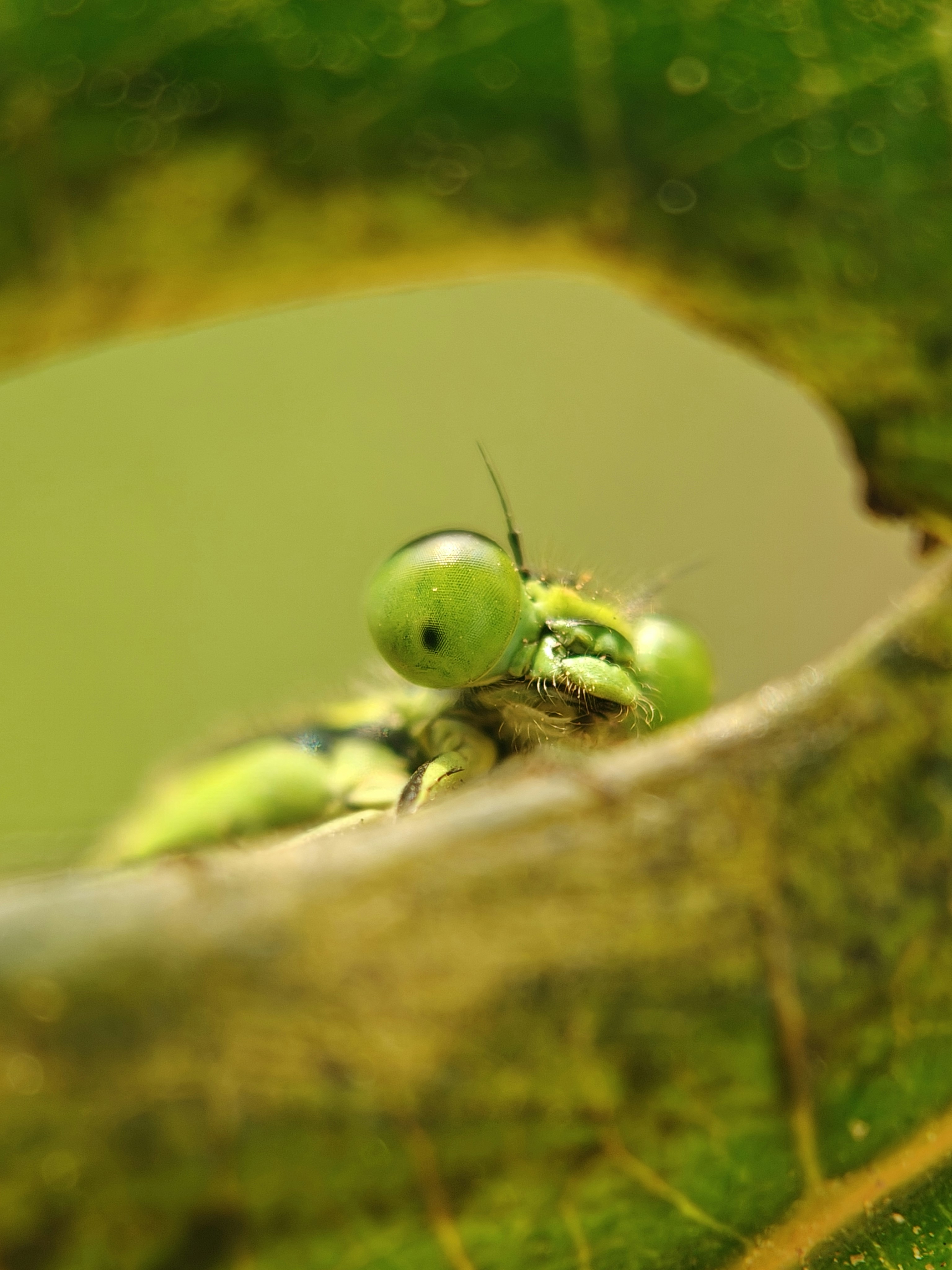 Emerald Macro: A Green Dragonfly Eye Peeking Through Veins of Leaf