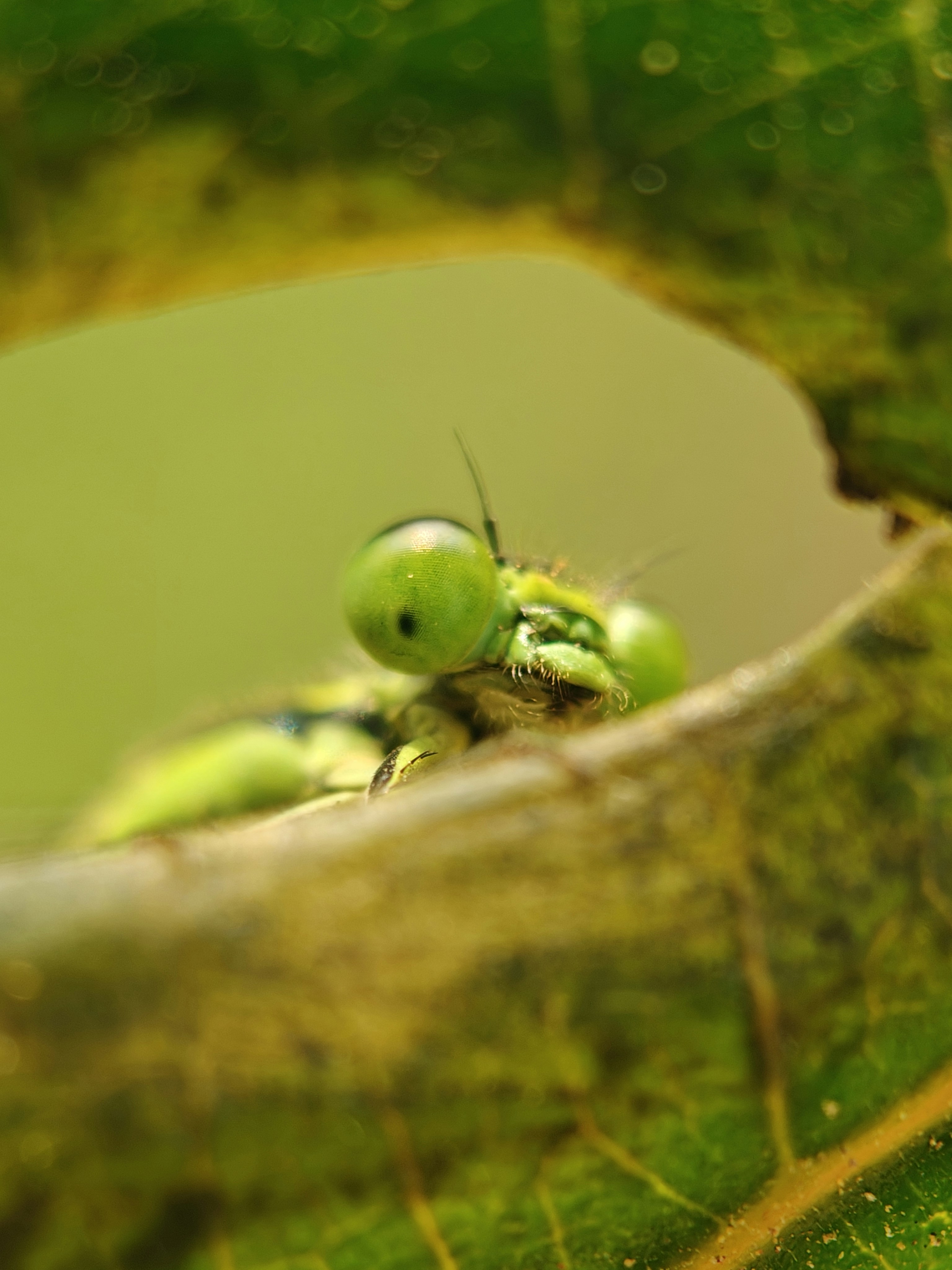 Close-up of a small green insect with bright eyes peeking from a leaf cavity, framed by blurred natural greens. This macro shot emphasizes texture and color, with the subject occupying the center of a shallow depth-of-field scene.
