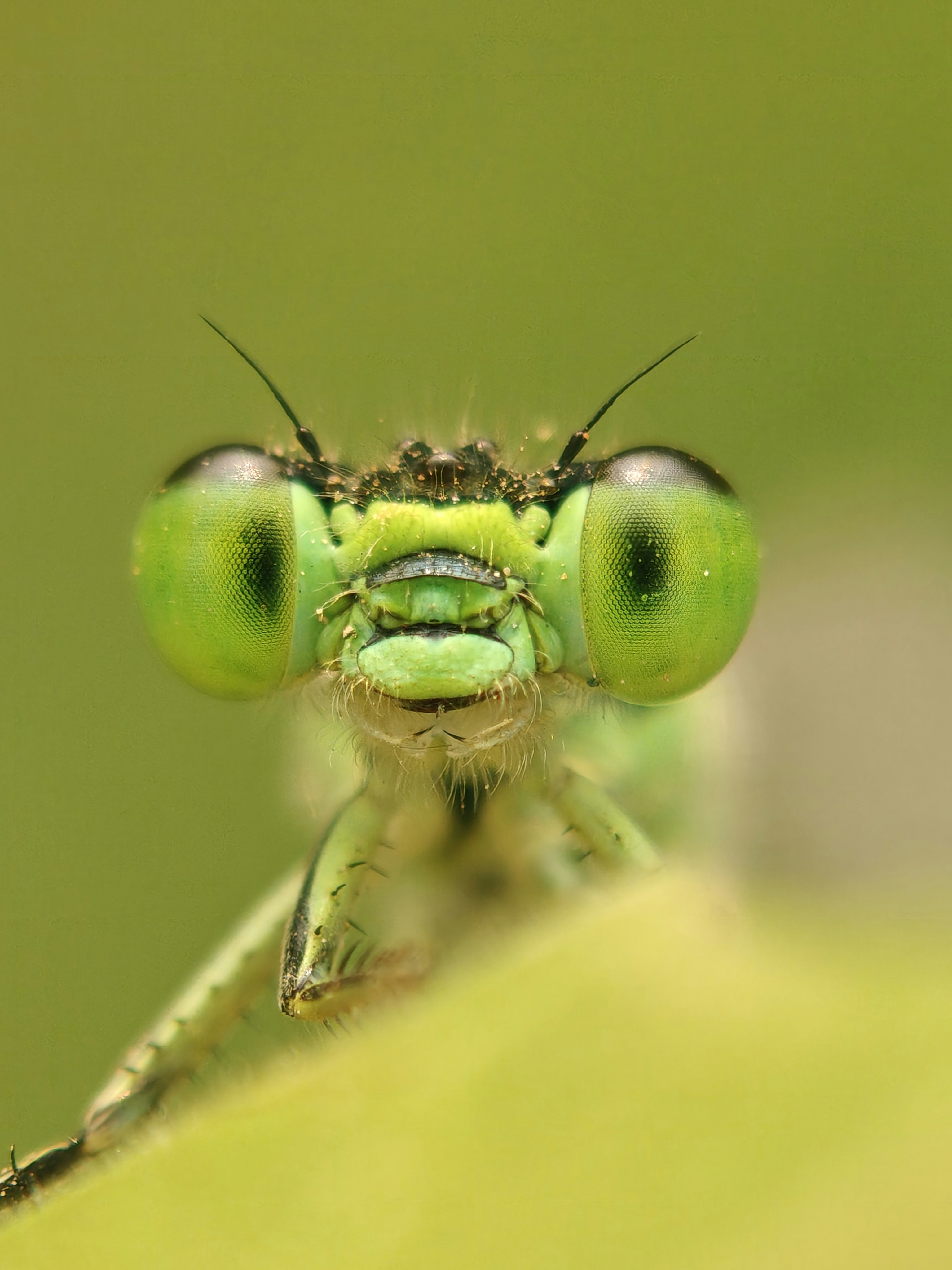 Emerald Macro Gaze: Close-Up of a Green Dragonfly’s Face