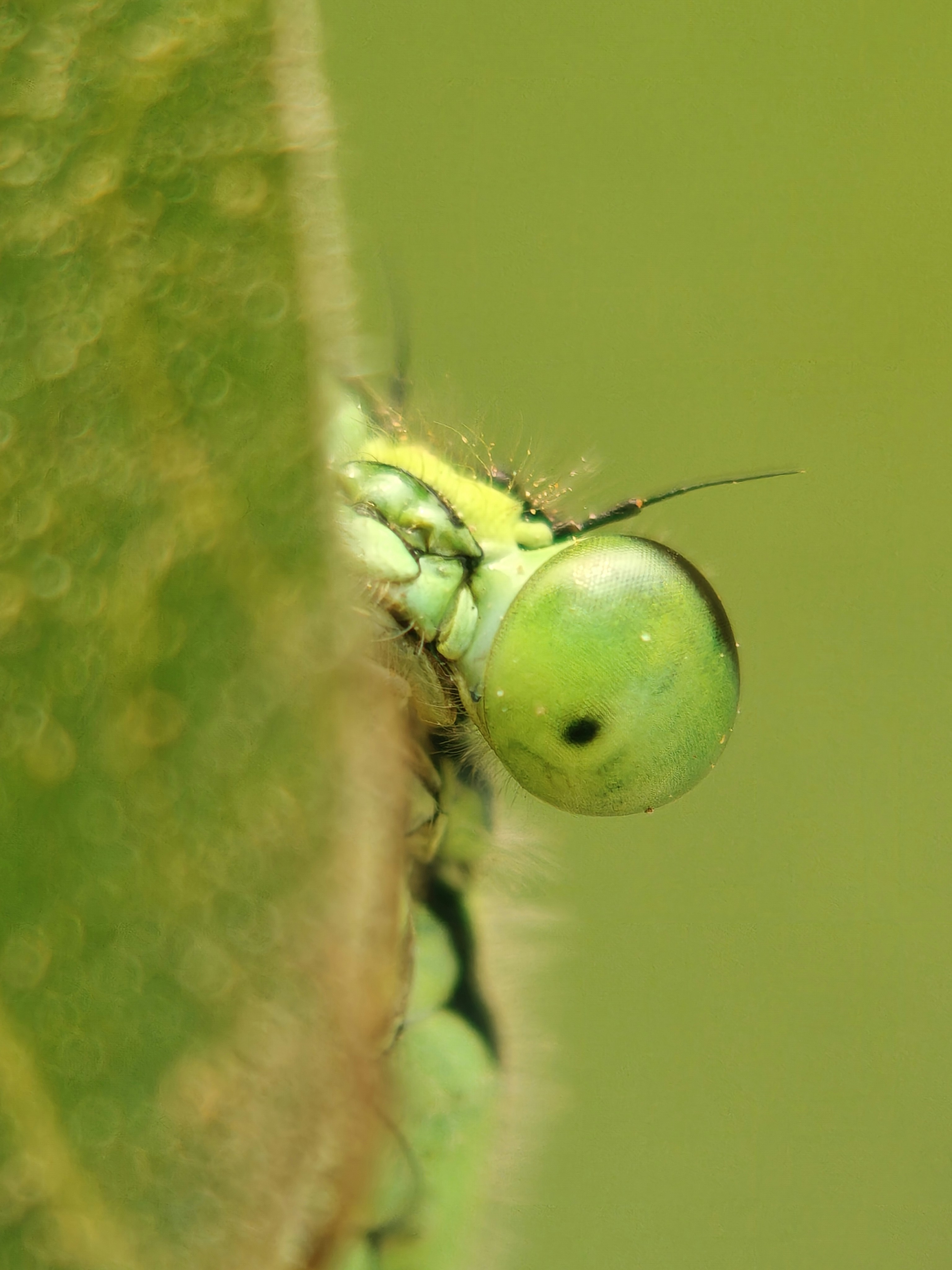 Emerald Macro: The Dragonfly Eye at the Edge of Leaf