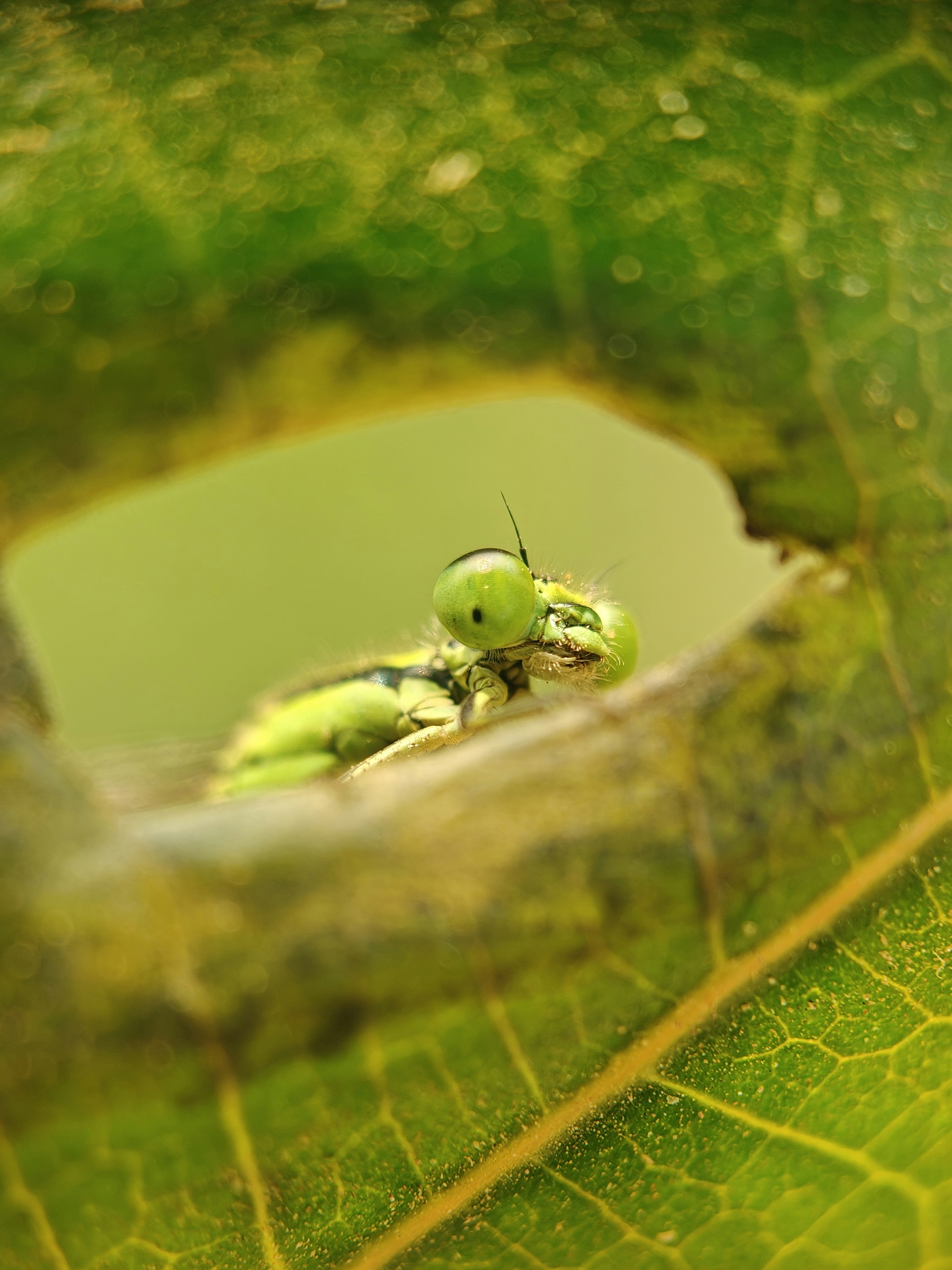 Emerald Orb: A Macro Moment on a Leaf
