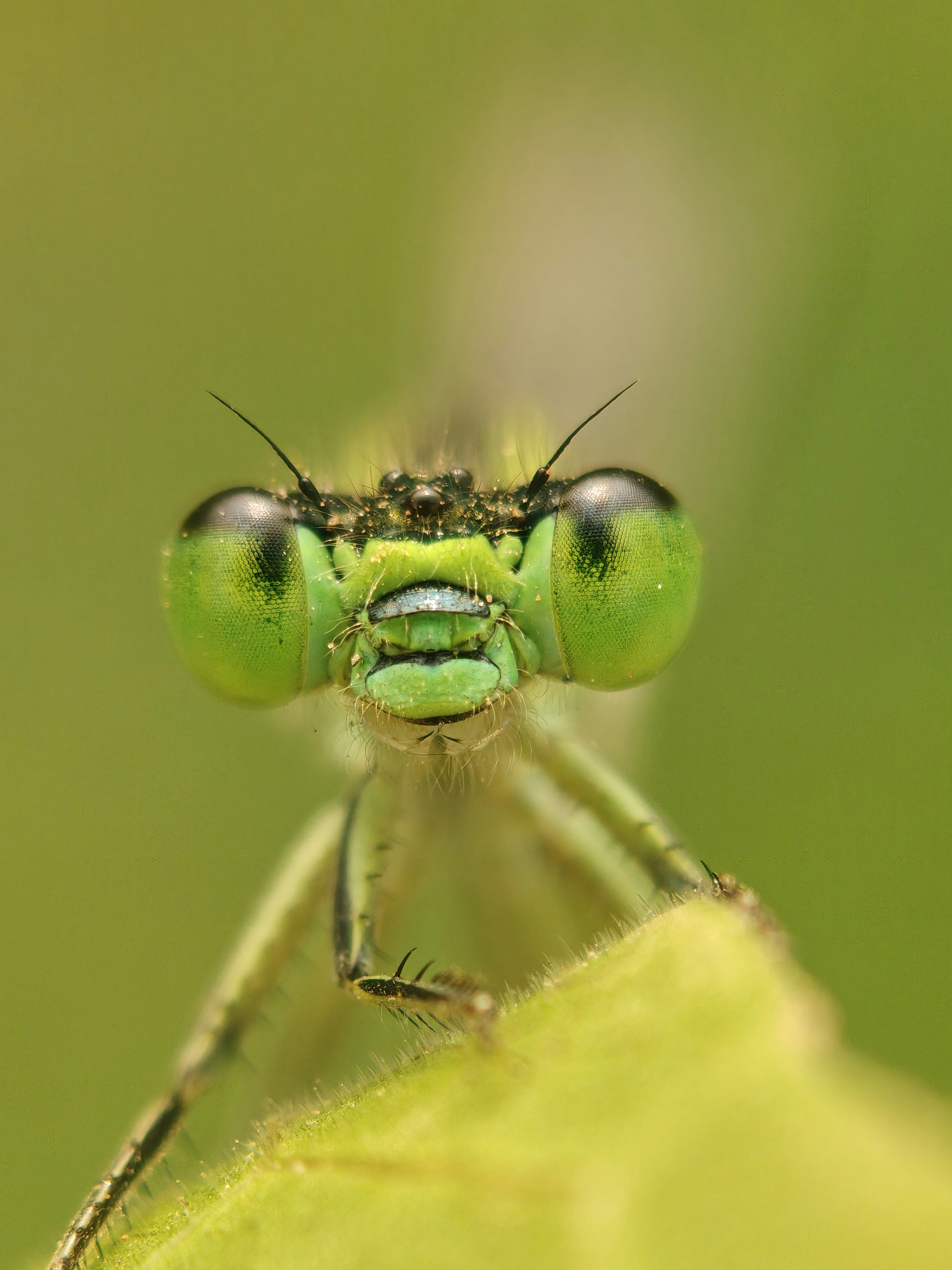 Emerald Gaze: Macro Portrait of a Dragonfly