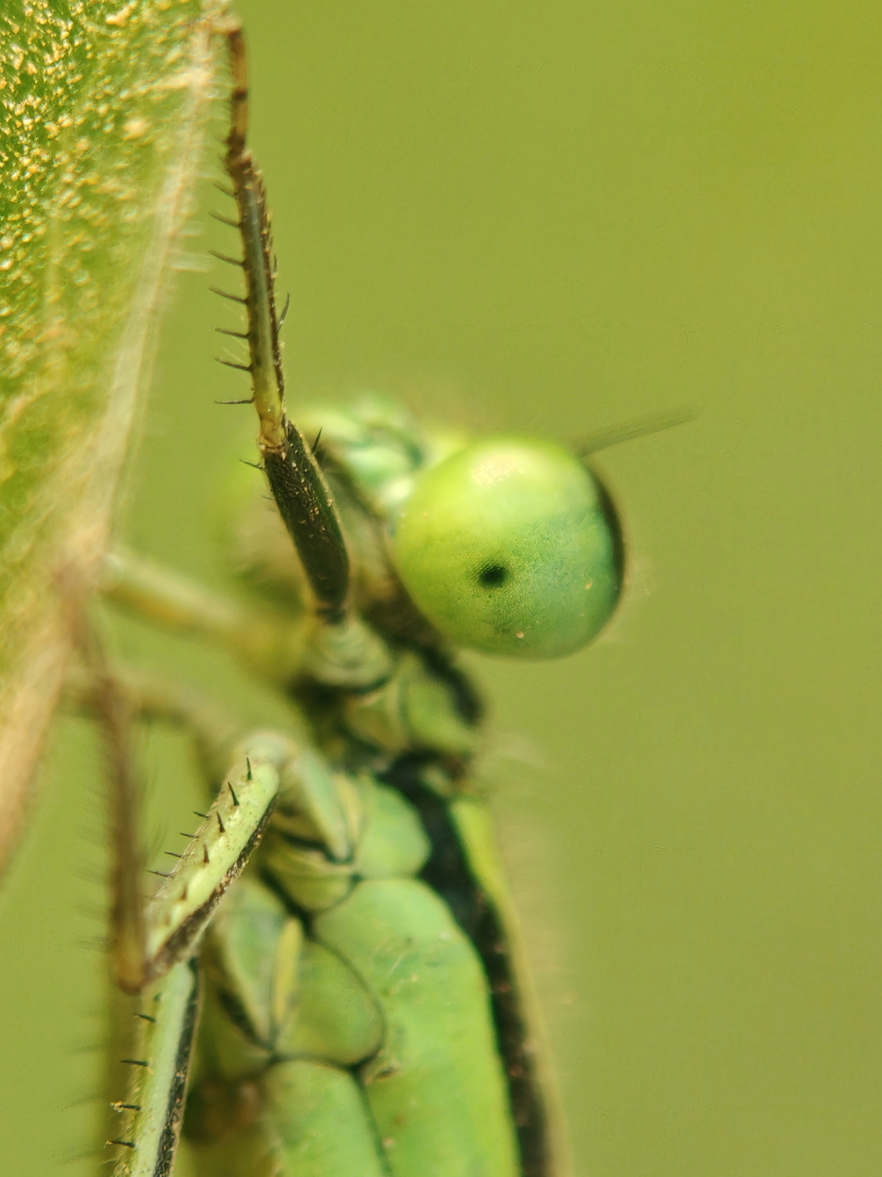 Emerald Macro Gaze: Close-Up of a Dragonfly’s Eye