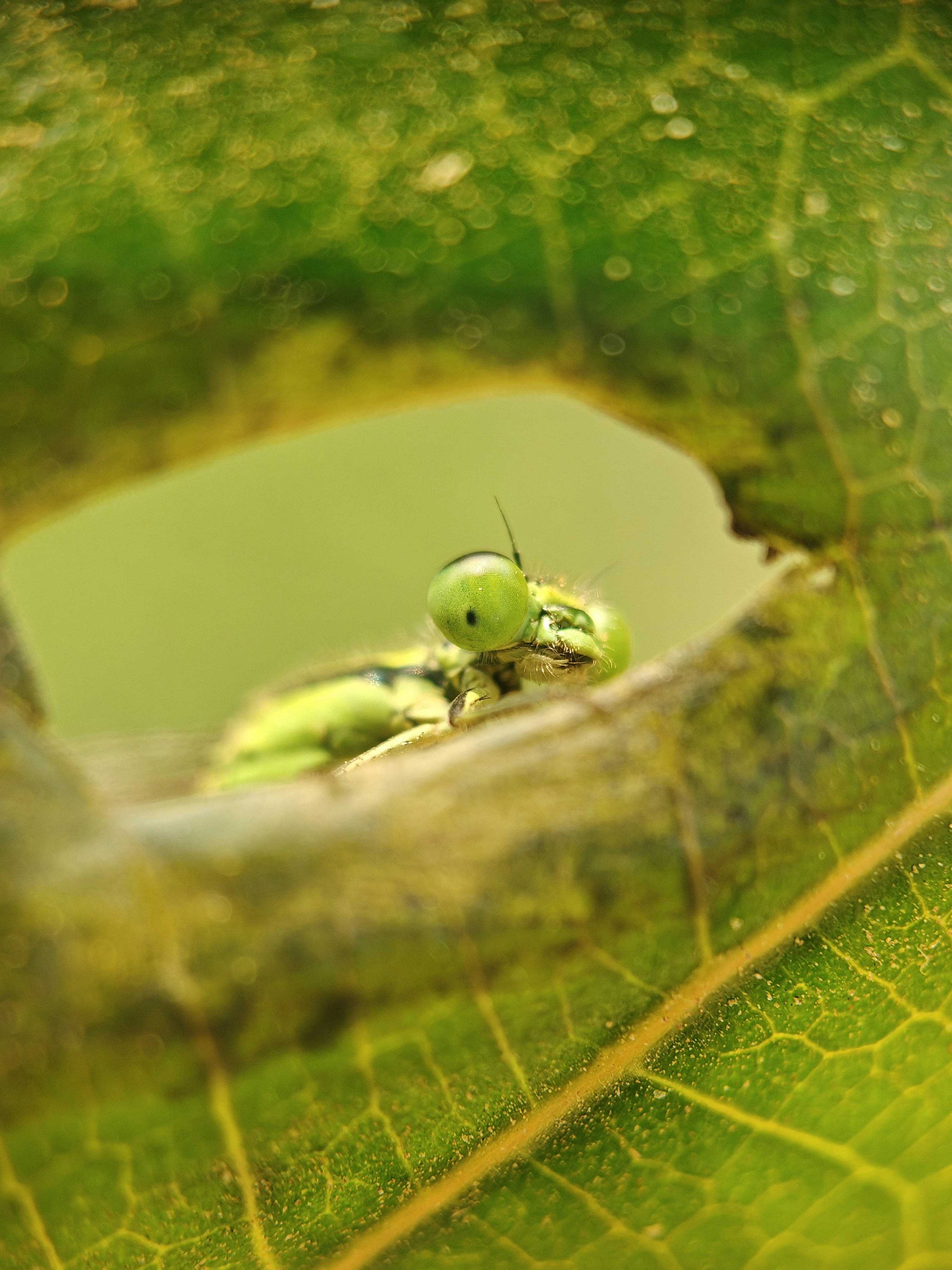 Green Spectacle: A Macro Kiss Between Leaf and Insect