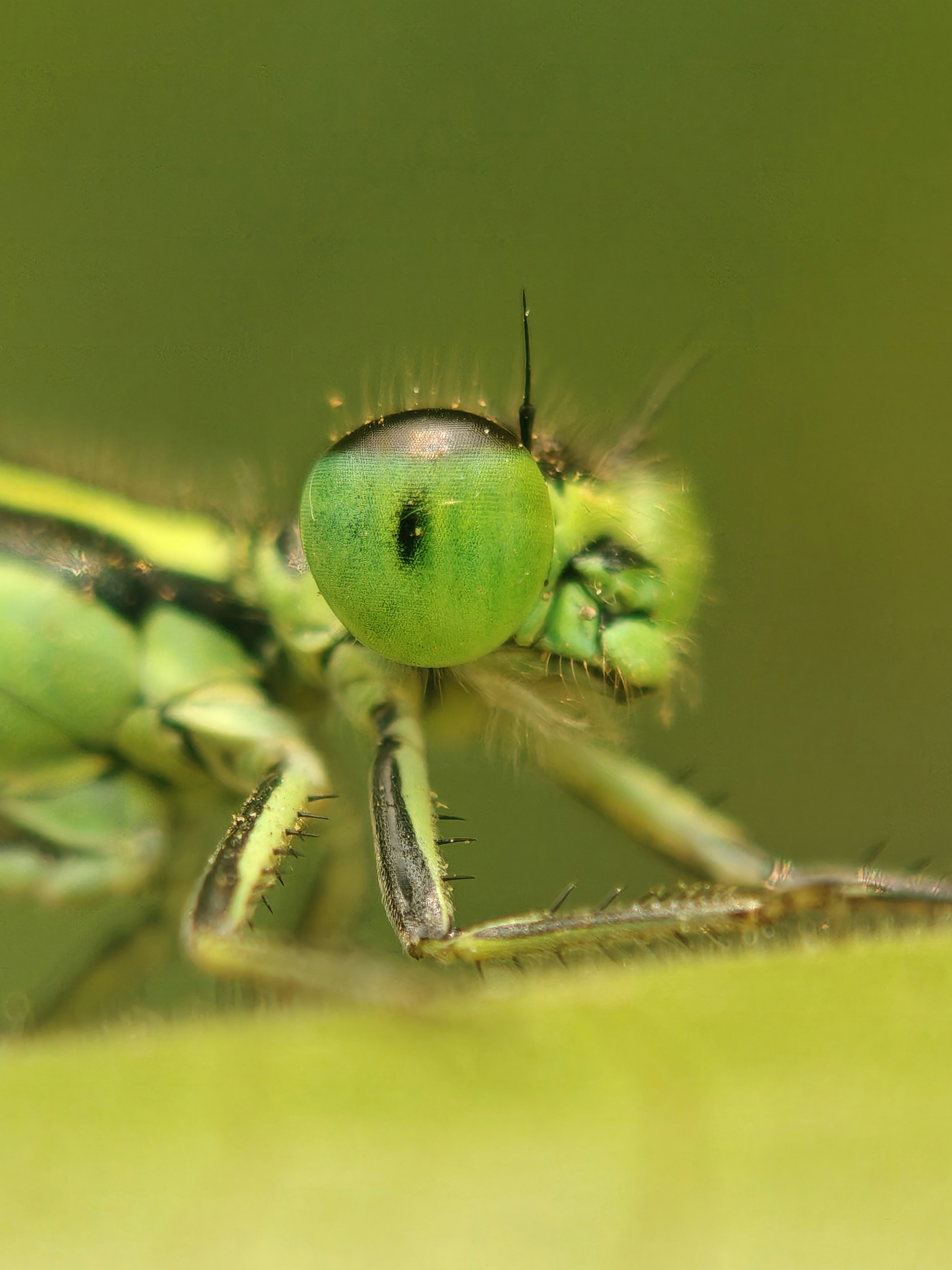 Emerald Gaze: close-up of a dragonfly’s head