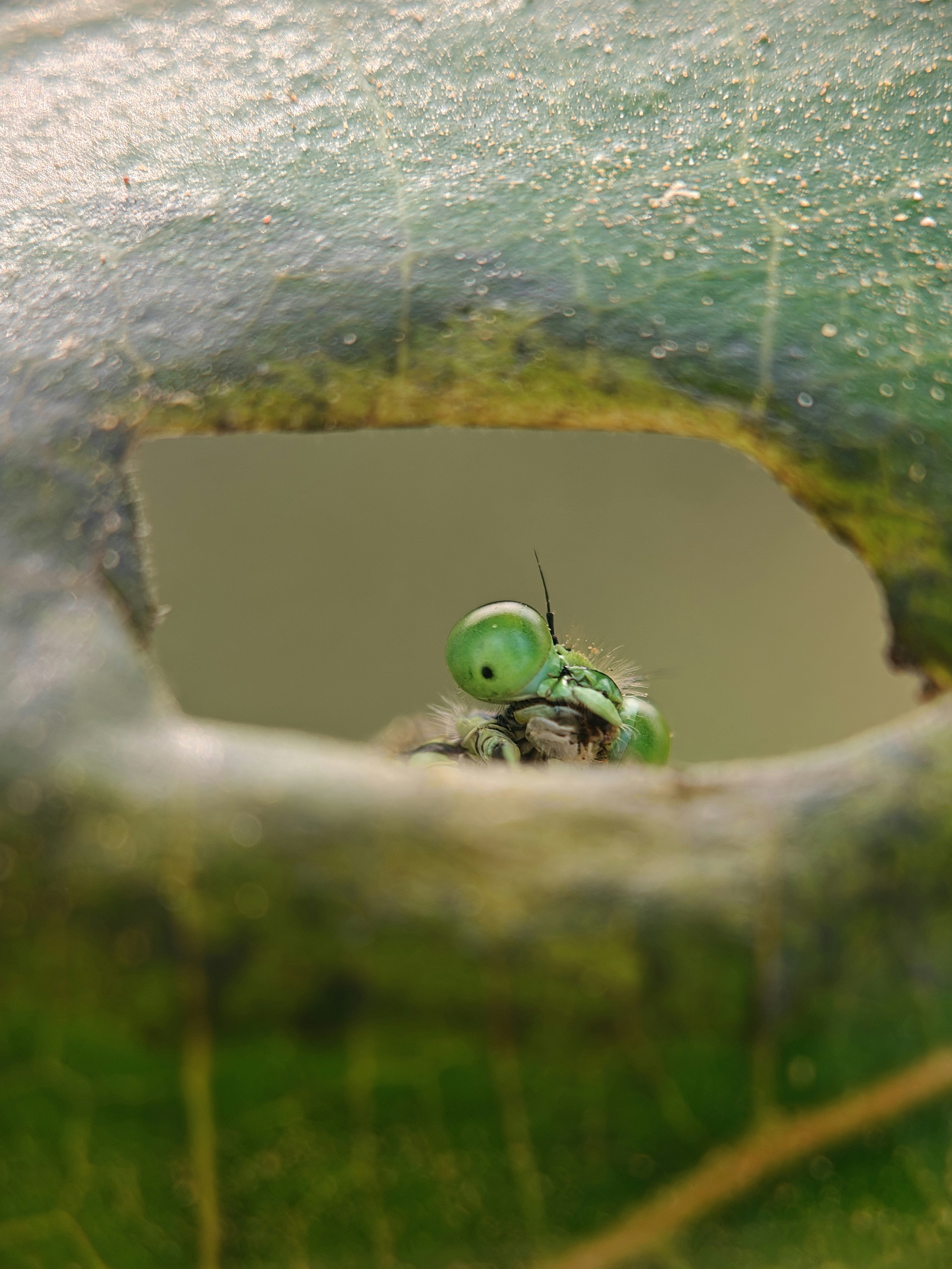 Emerald Eye Peeking Through a Green Hatch