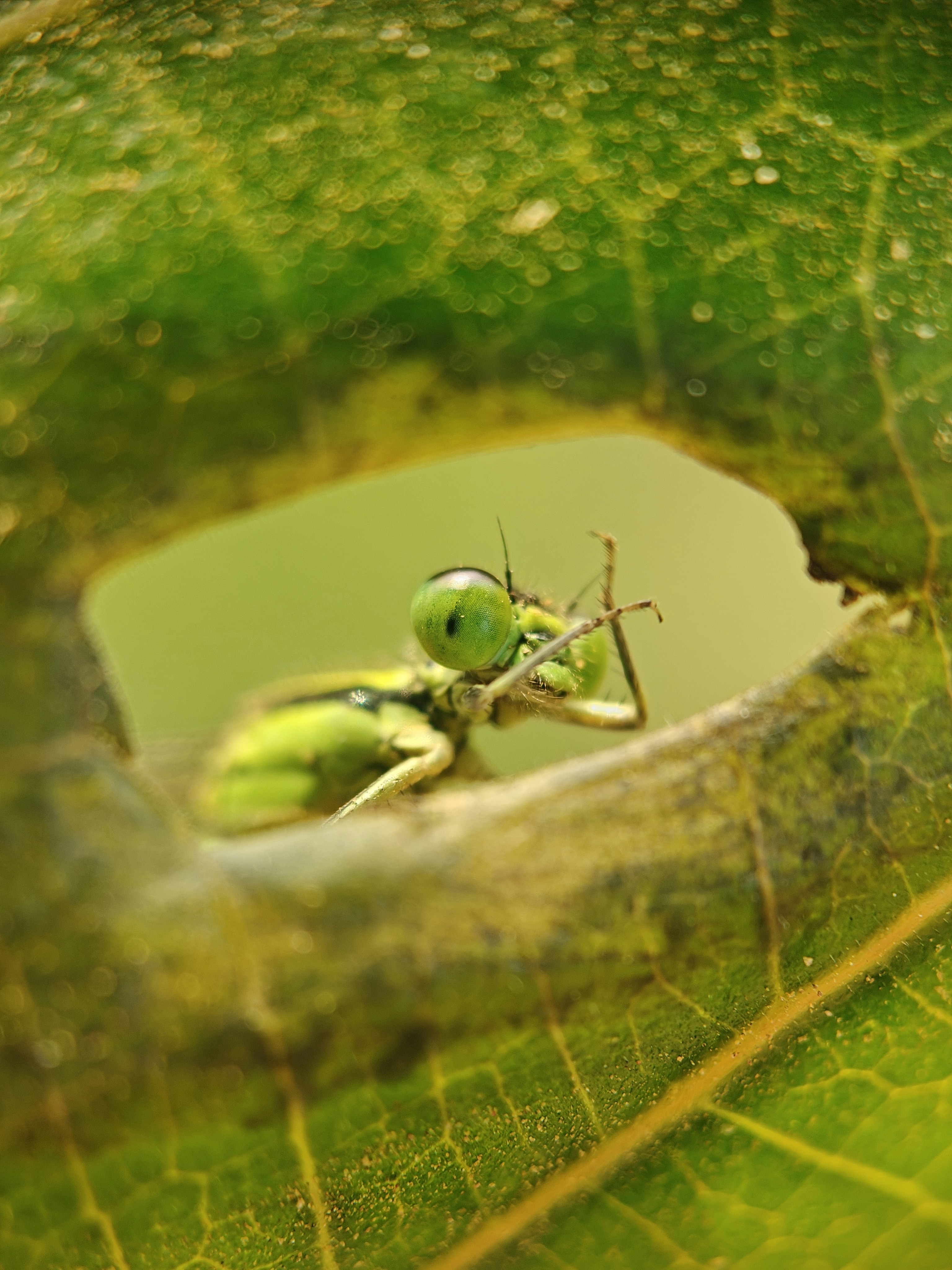 Macro shot of a vibrant green ant or micro-creature peering through a leaf hole, with soft bokeh and vivid green tones; captured as a close-up scene highlighting texture and natural color. This is a photograph.