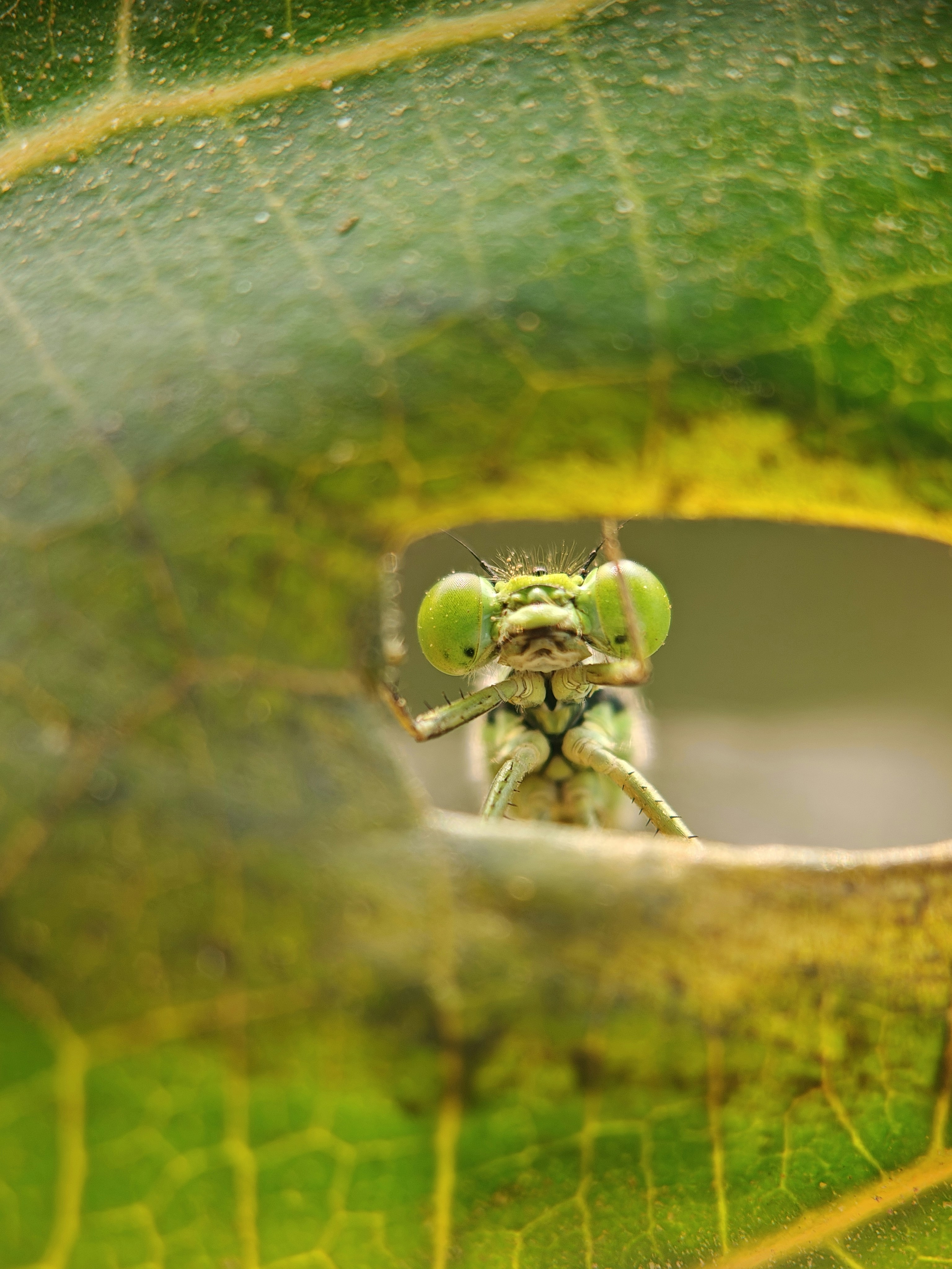 Emerald Eyes Through a Leaf Barrier: A Dragonfly Close-Up