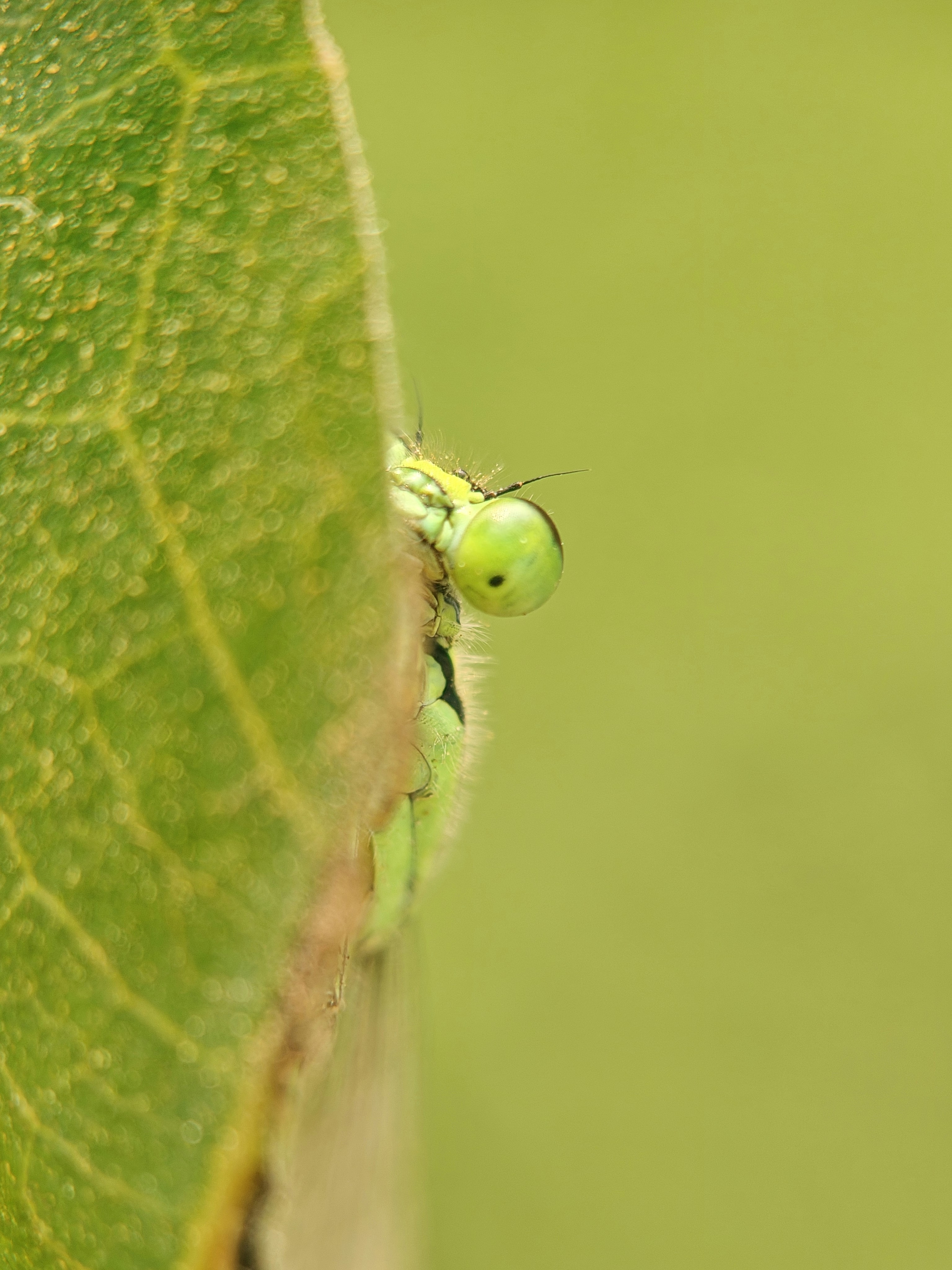 Emerald orb peeking from the leaf edge