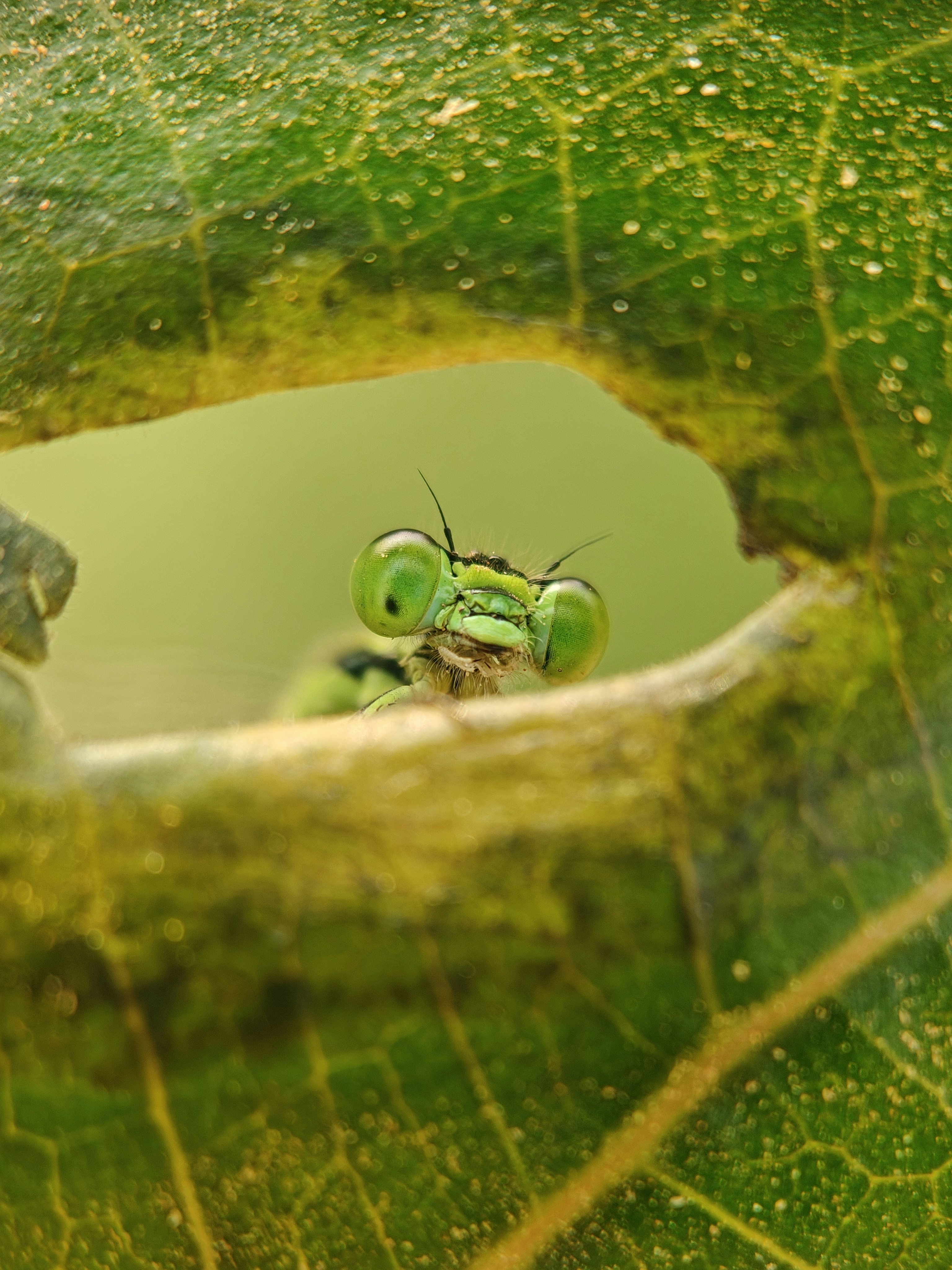 Emerald Gaze Through a Leaf Window