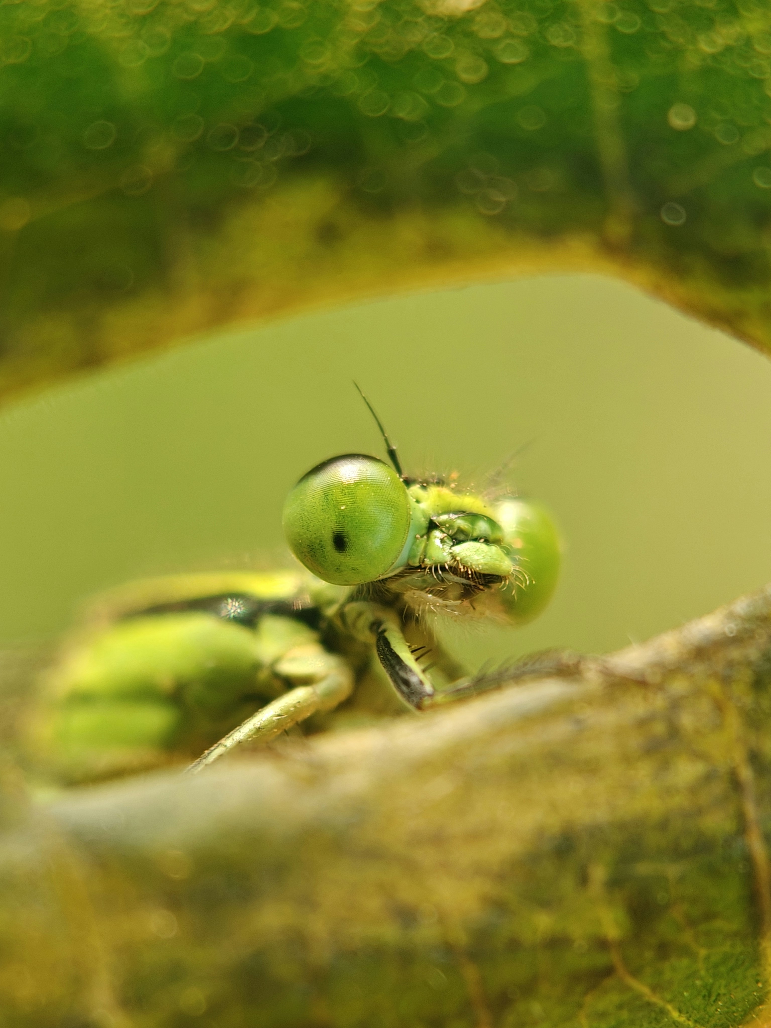 Emerald Eyes: Macro Moment on a Dragonfly