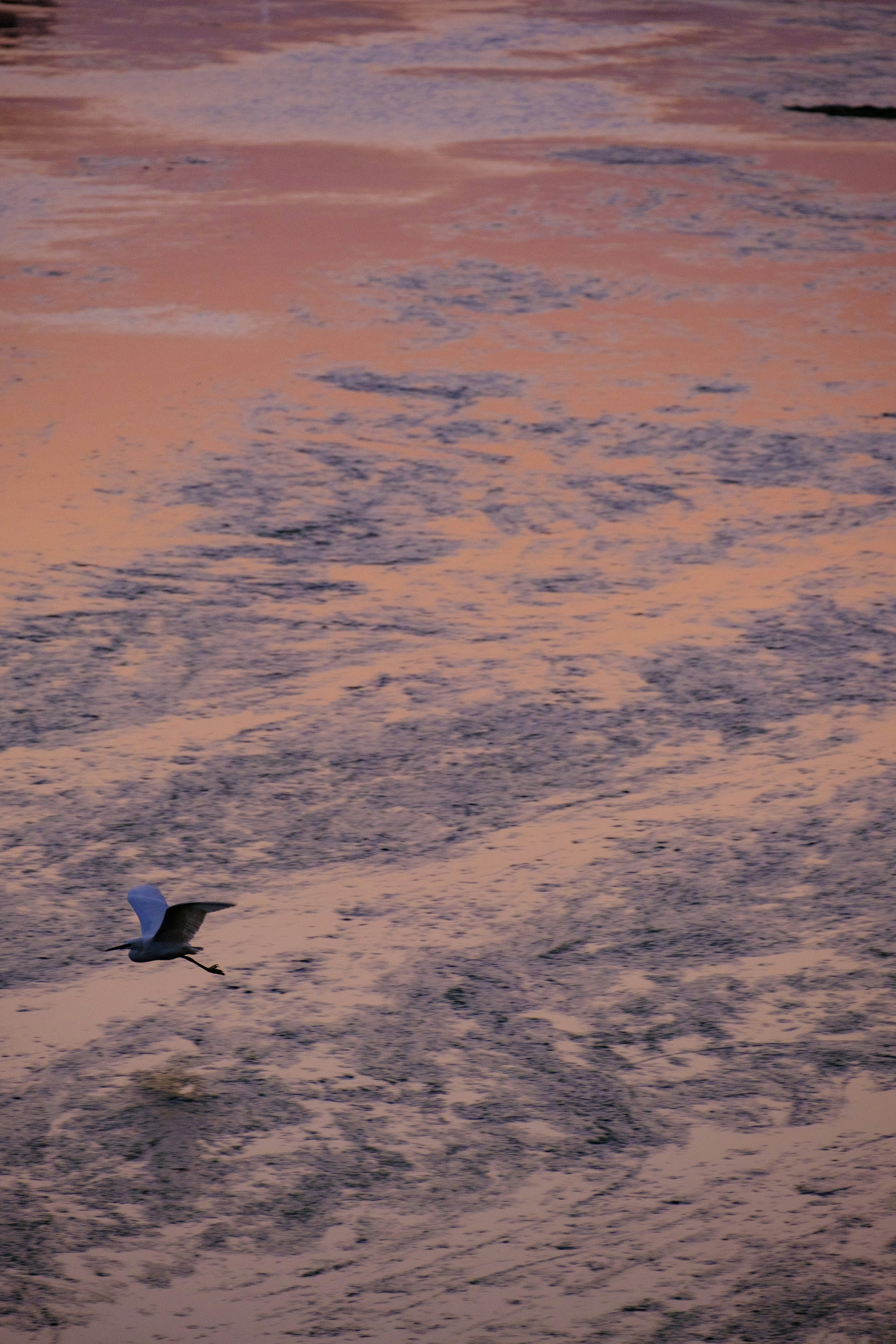 Soaring Silhouette Over Peach-Clouds: A Seascape Evening