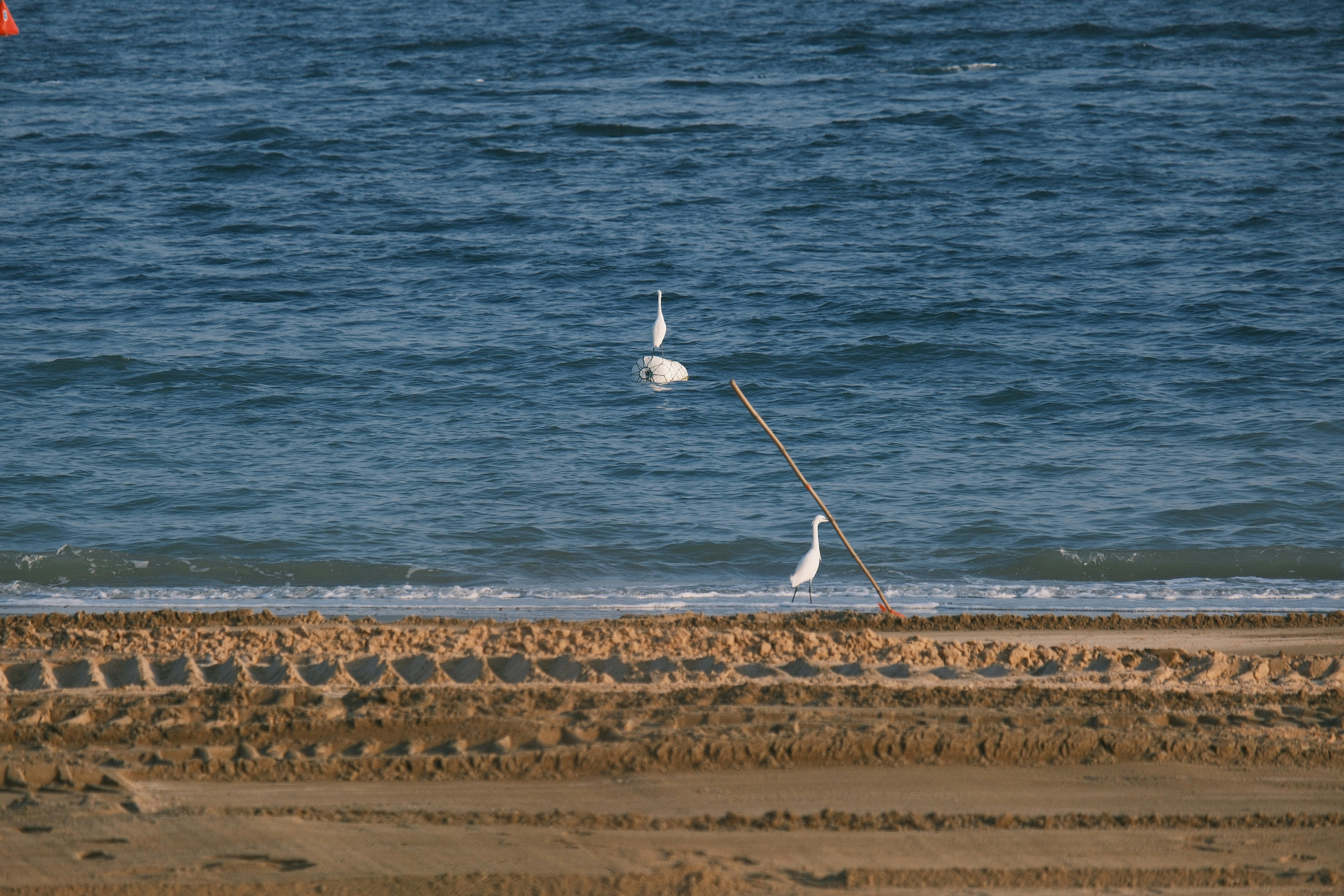 Seabirds and Driftwood at the Quiet Shore
