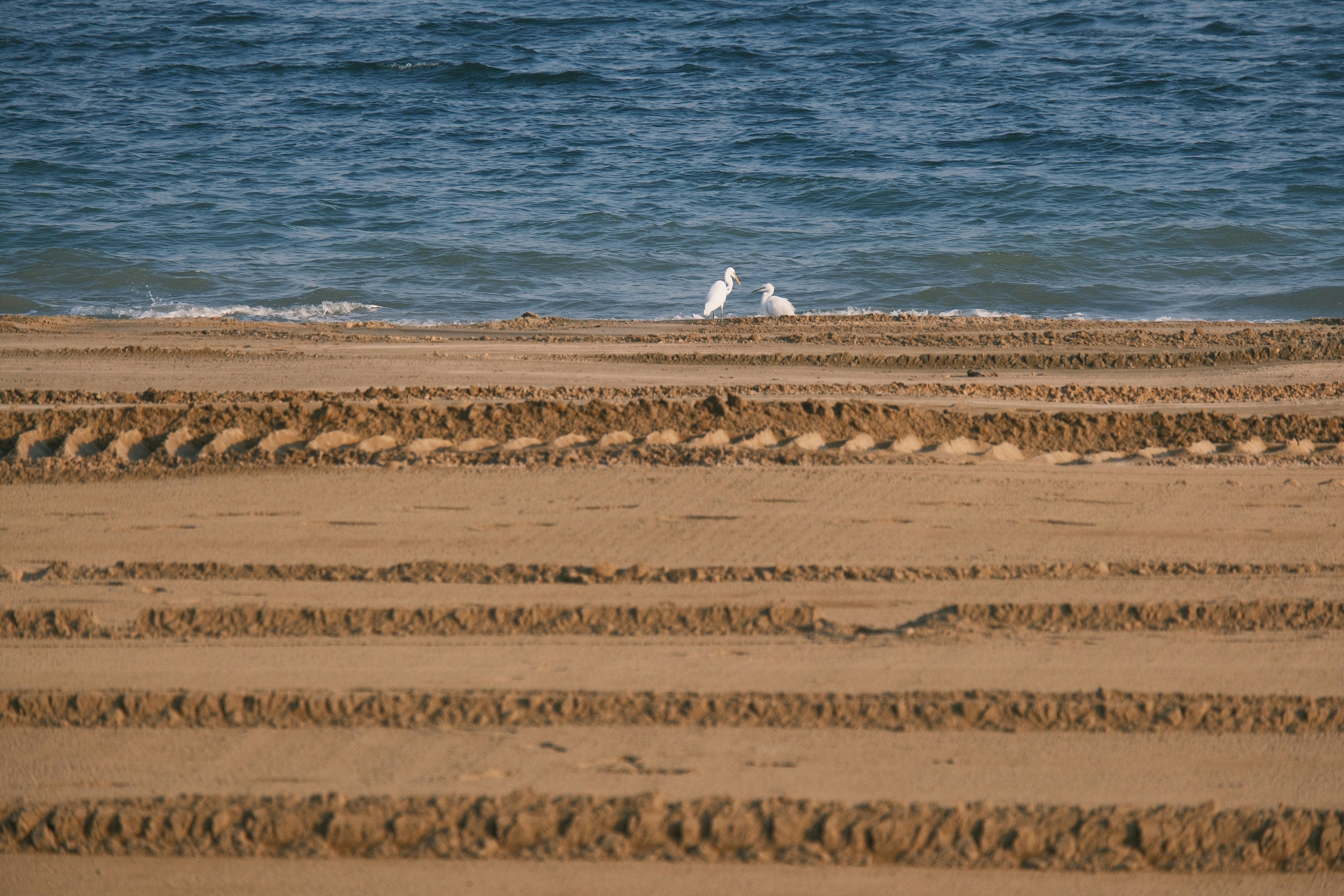 Two Seabirds at the Edge of Dunes