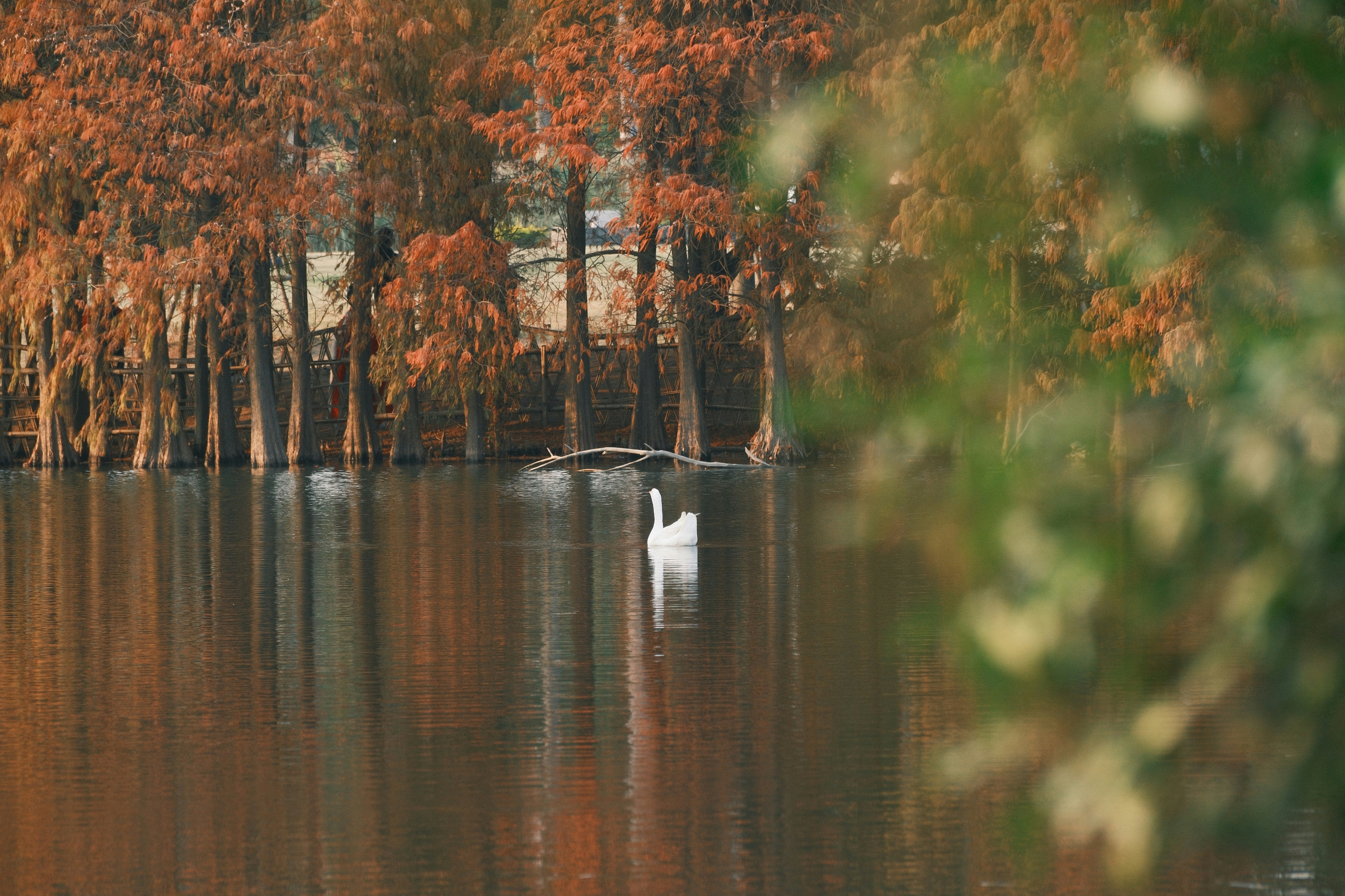 A lone white heron centers a reflective lake framed by autumn trees