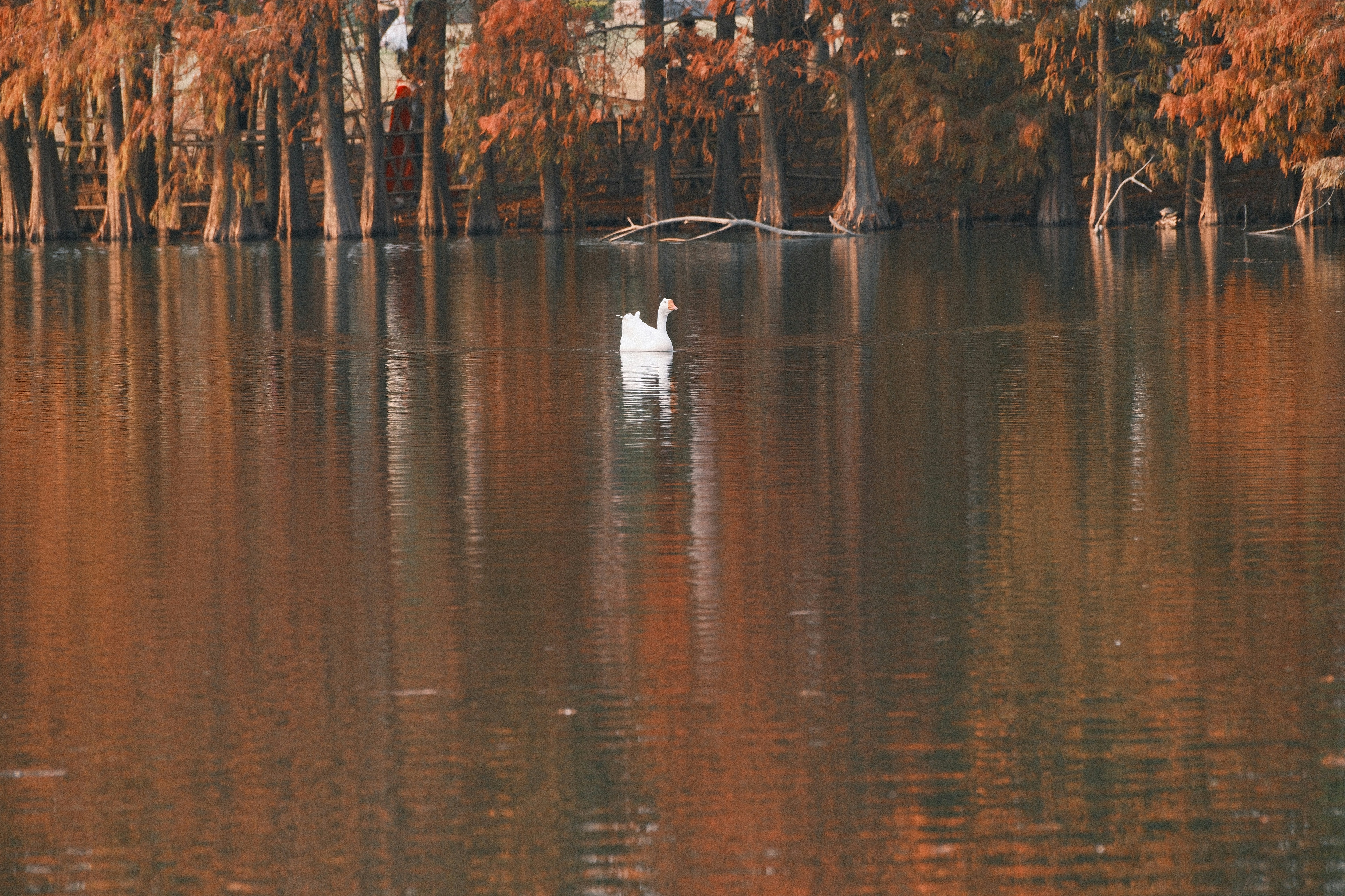 White Swan Between Autumn Reflections
