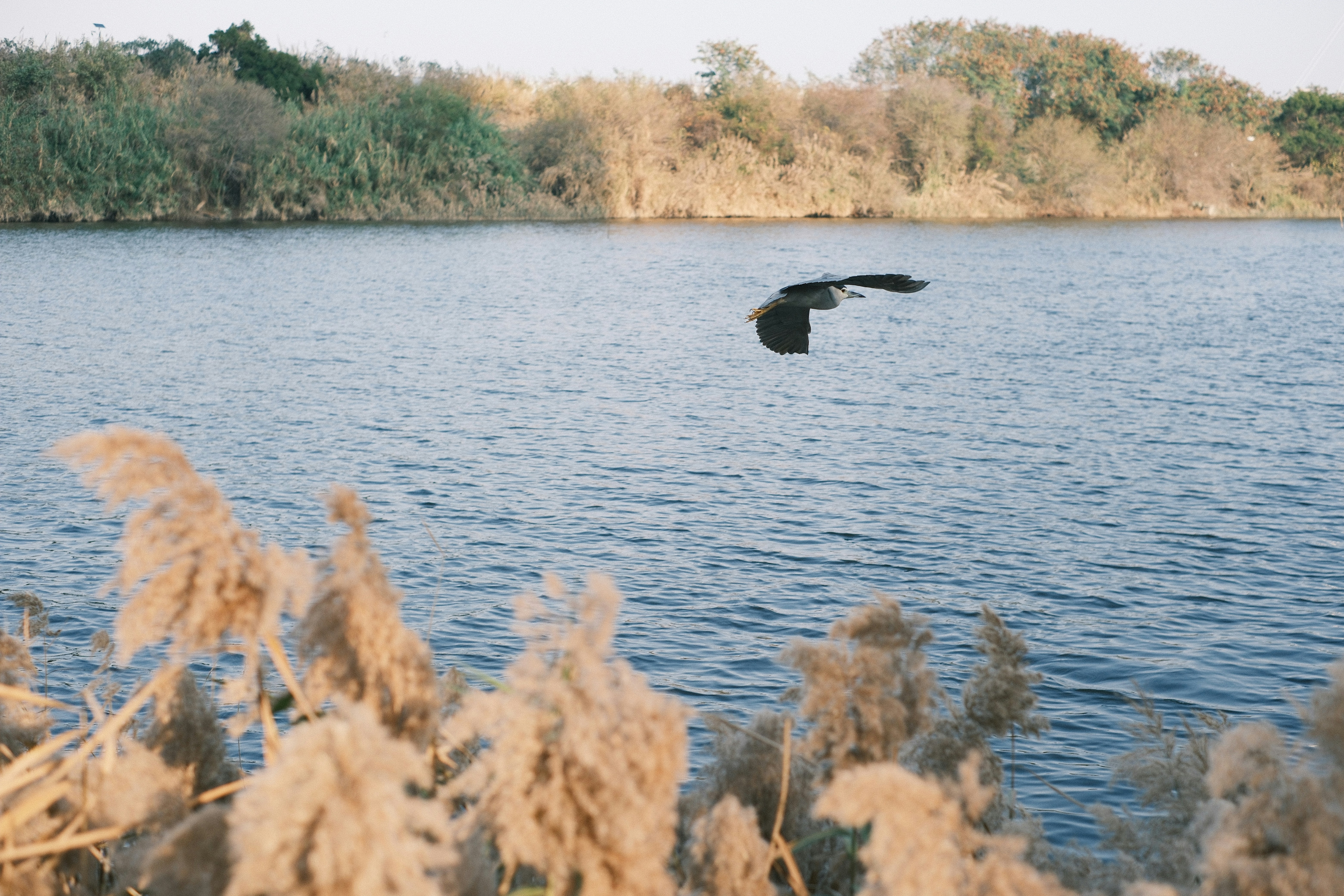 Flight over the Lake: A lone bird skims the tranquil surface
