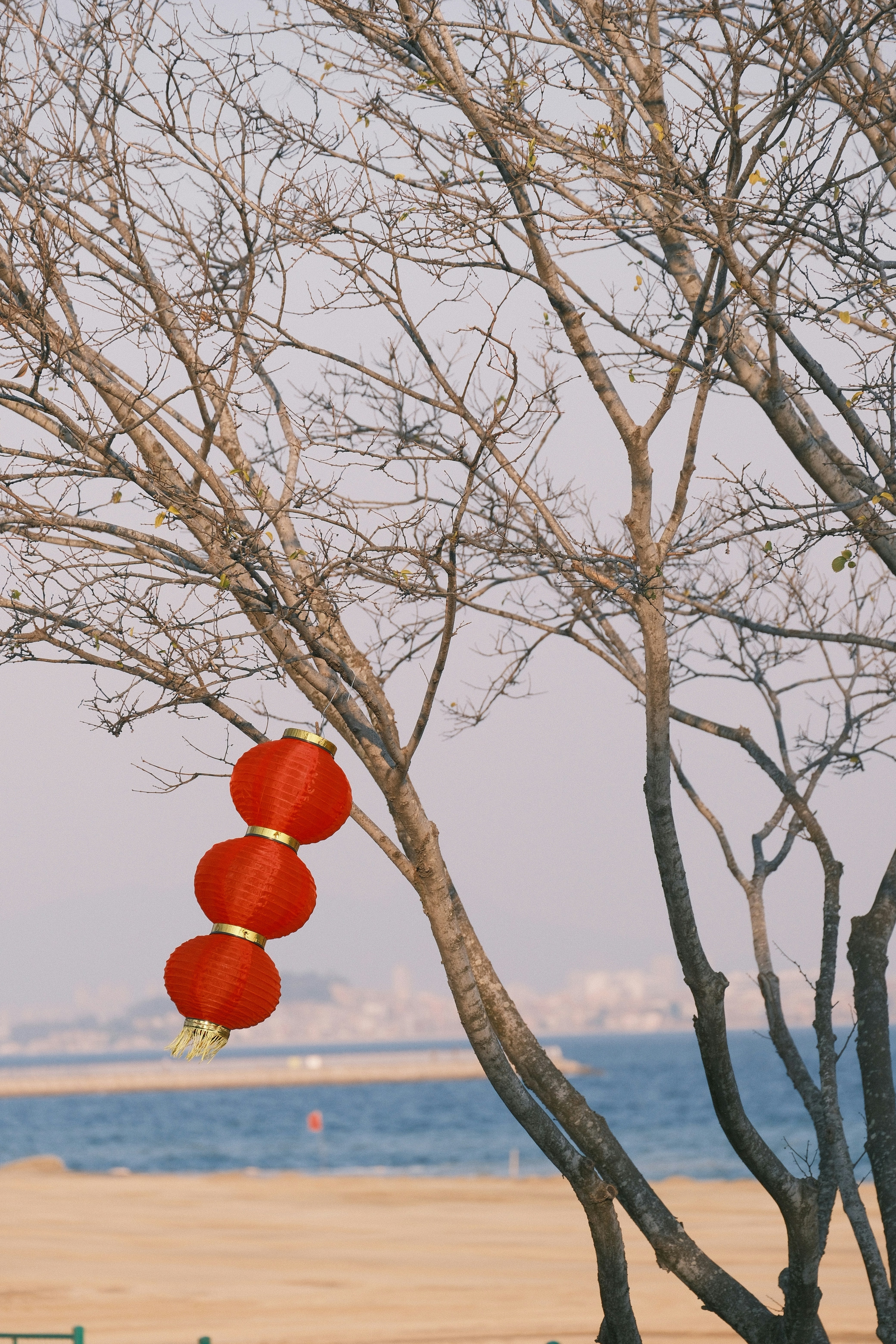 Floating Red Lanterns: Quiet Beachside Lanterns sway in a leafless tree by the water