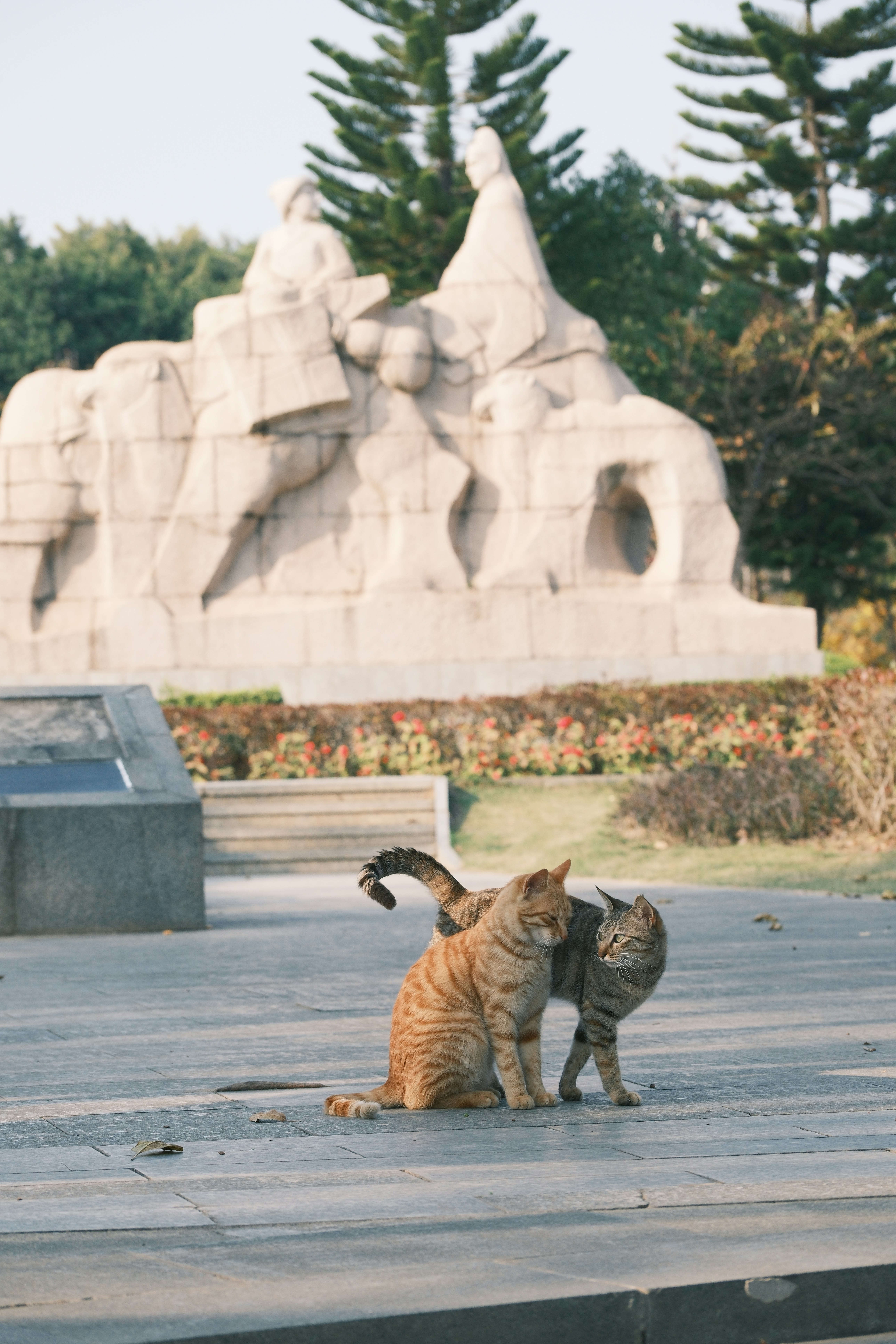 Whiskers Meet at the Monumental Steps