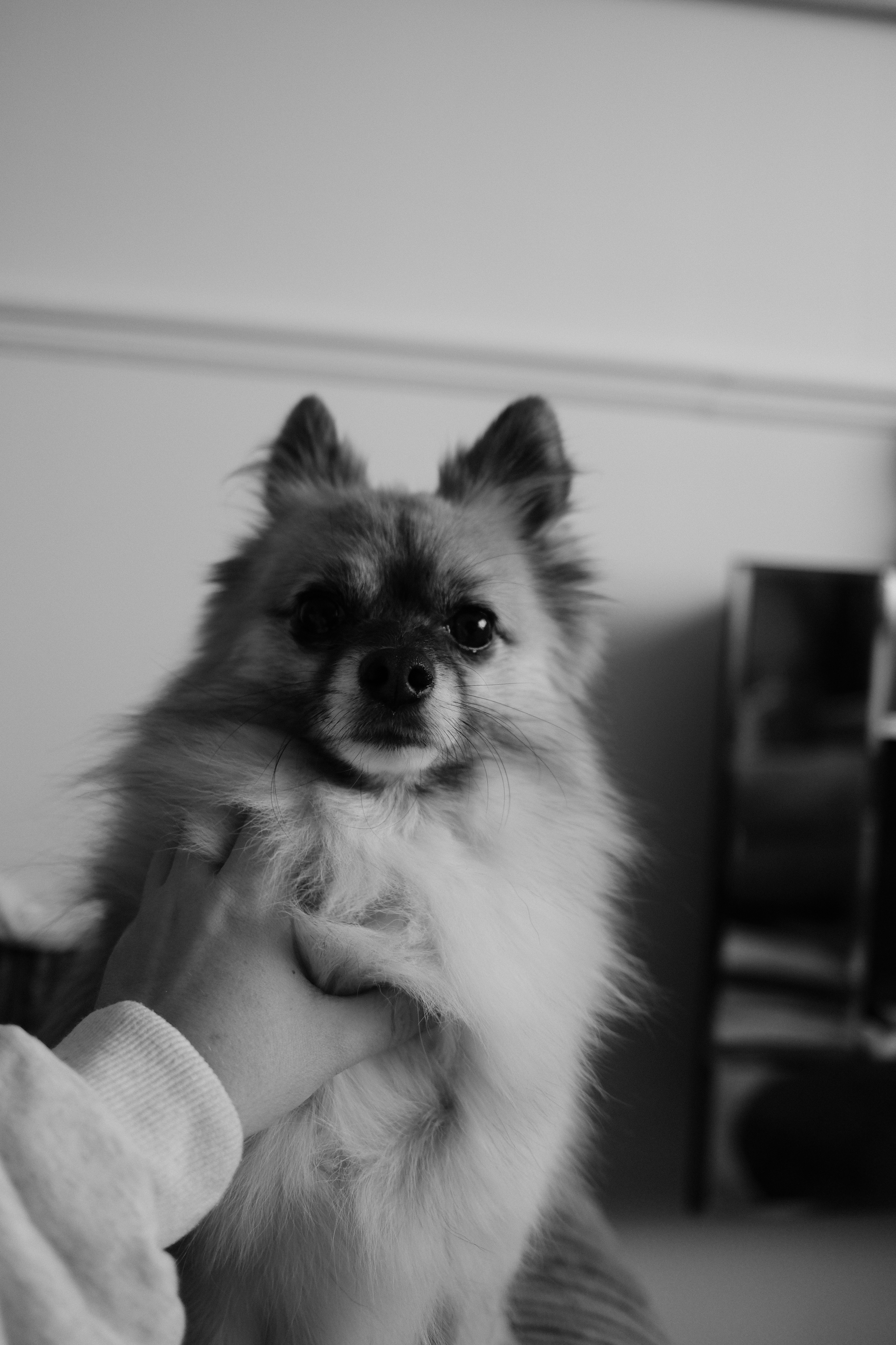 Soft Focus Protector: A Pomeranian's Quiet Gaze